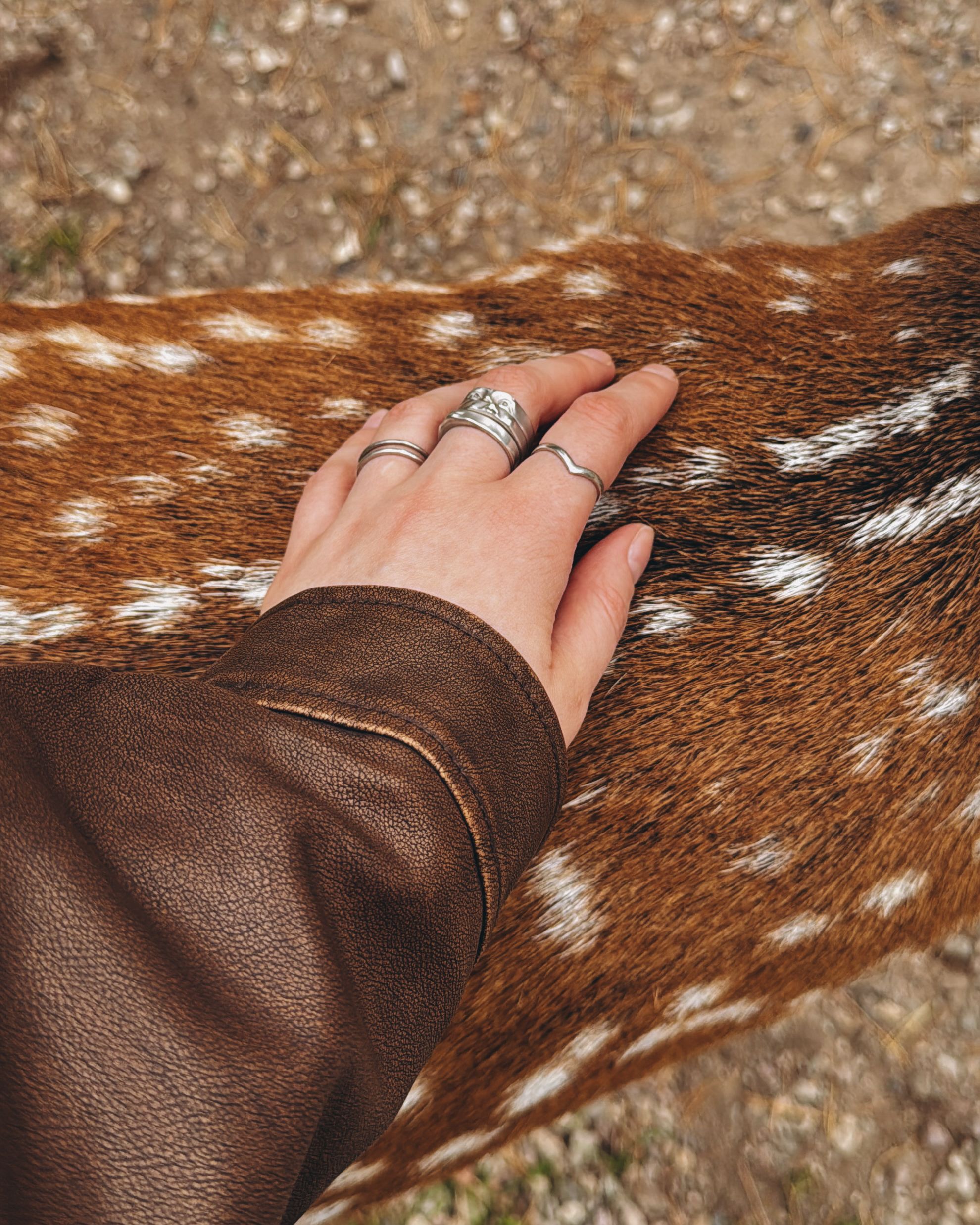 Human hand on spotted deer fur outdoors · Free Stock Photo