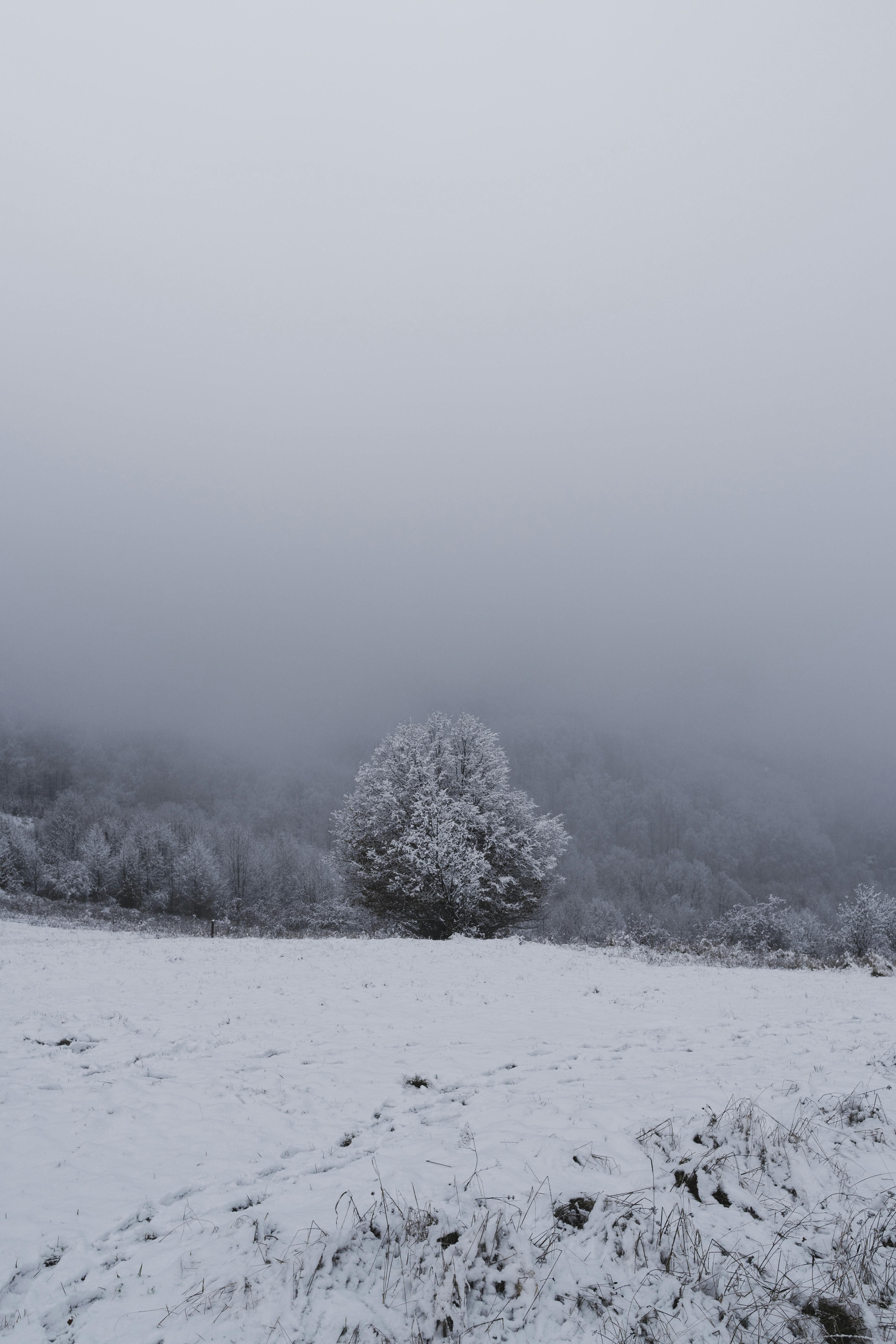 Snowy Landscape with Lone Tree in Winter Fog · Free Stock Photo