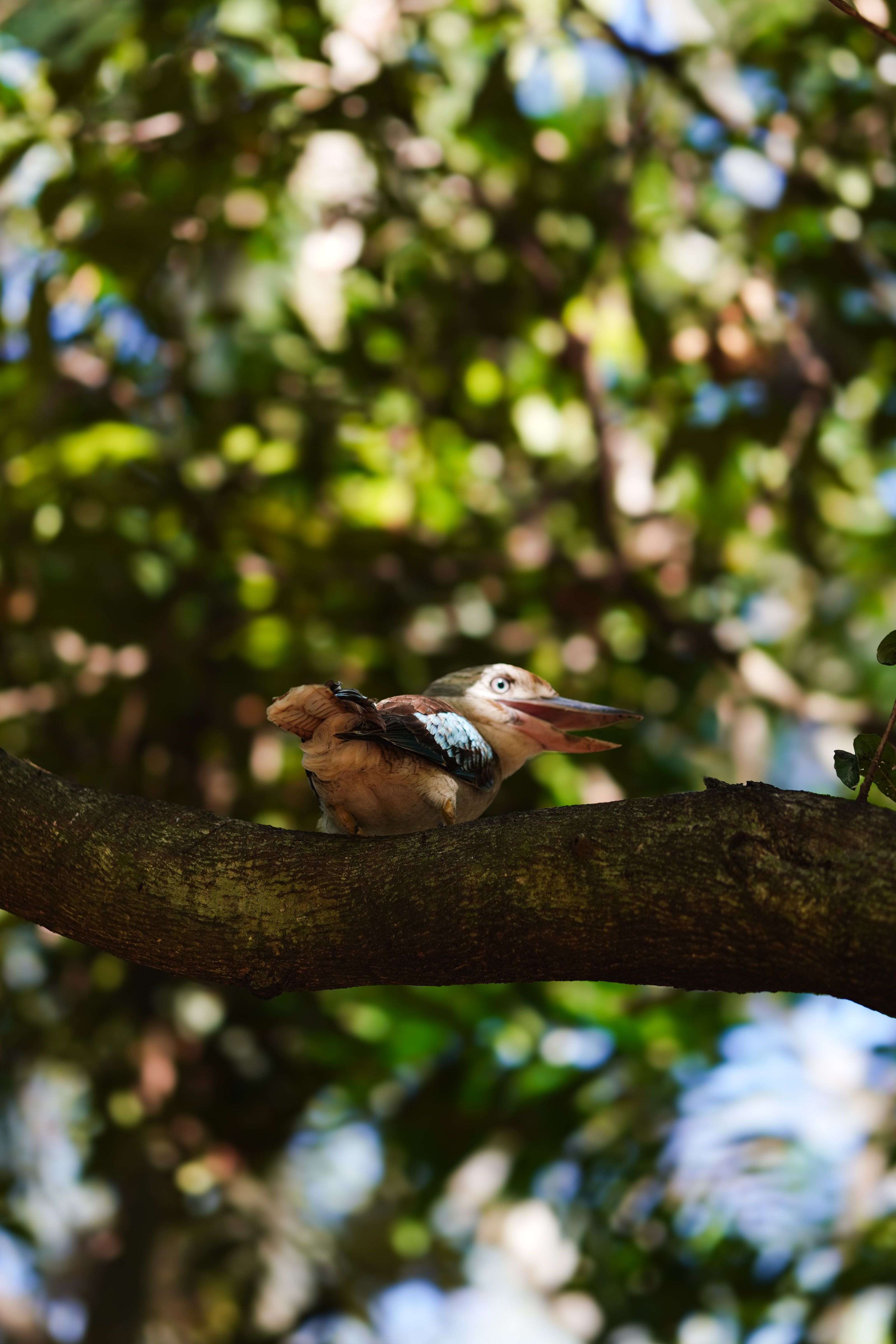 Beautiful bird perched on a forest tree branch · Free Stock Photo