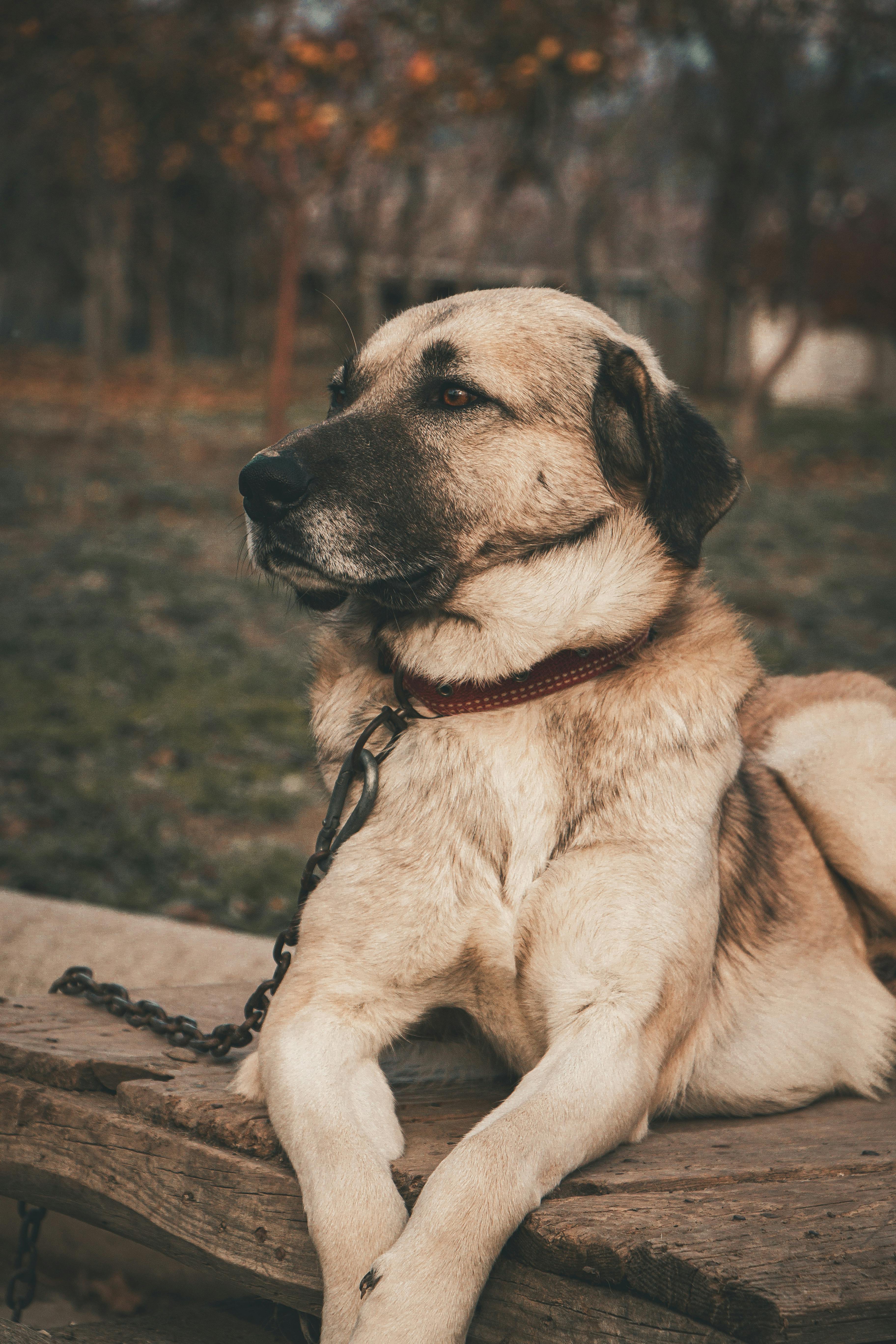 Dog Background Photos, Download The BEST Free Dog Background Stock ...