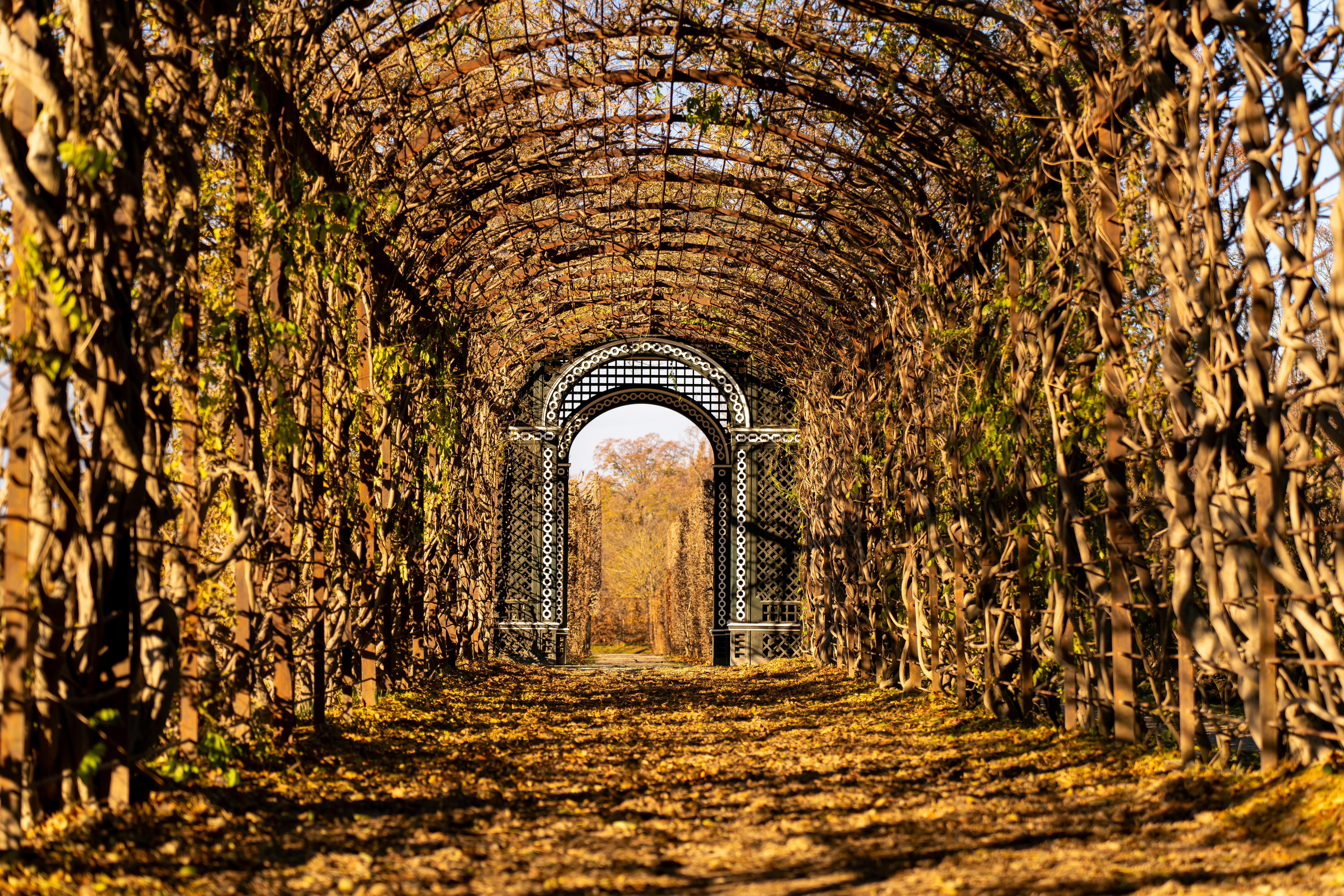 Vine Nhua Photos, Download The BEST Free Vine Nhua Stock Photos & HD Images