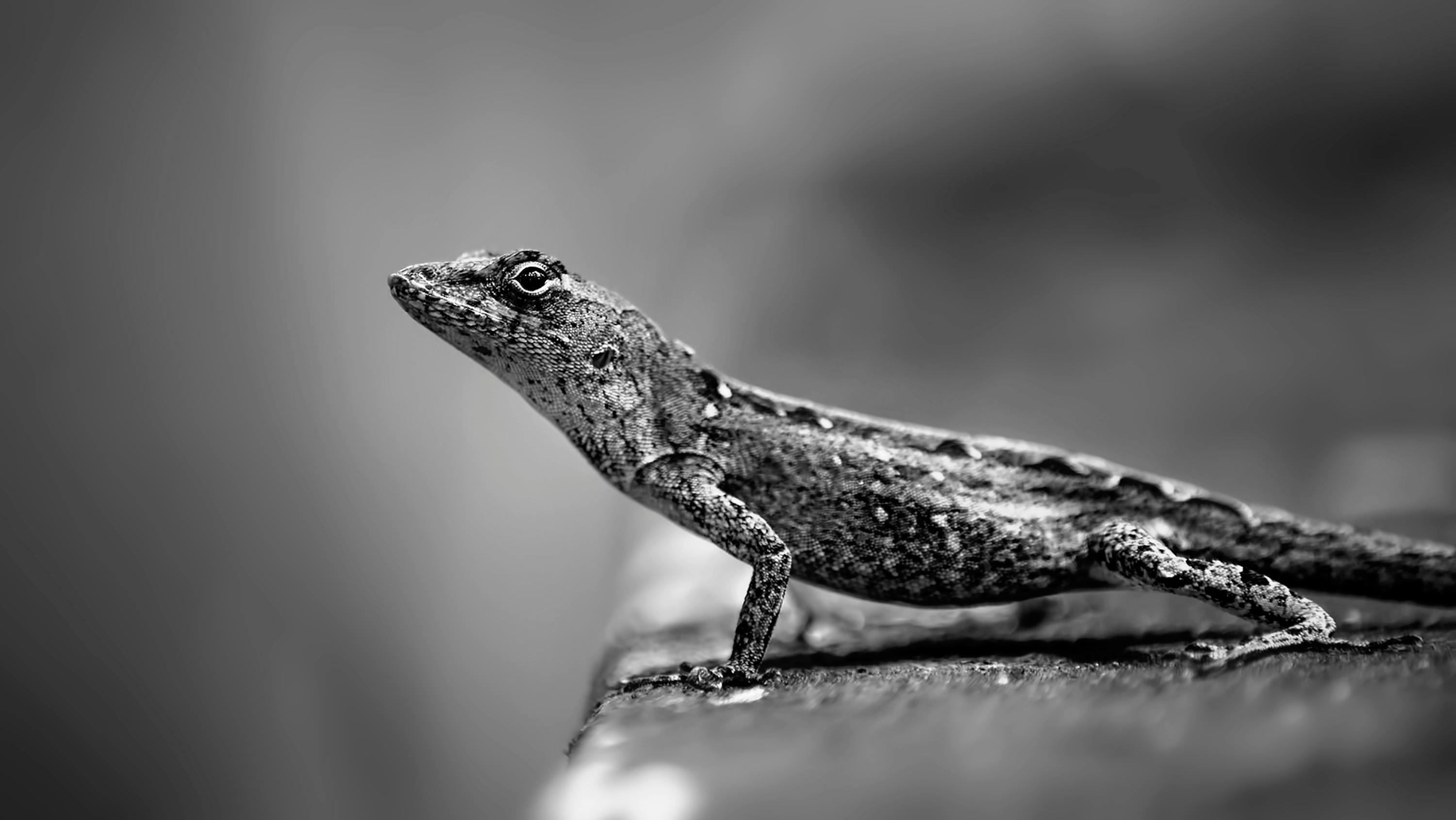 Gray Lizard · Free Stock Photo