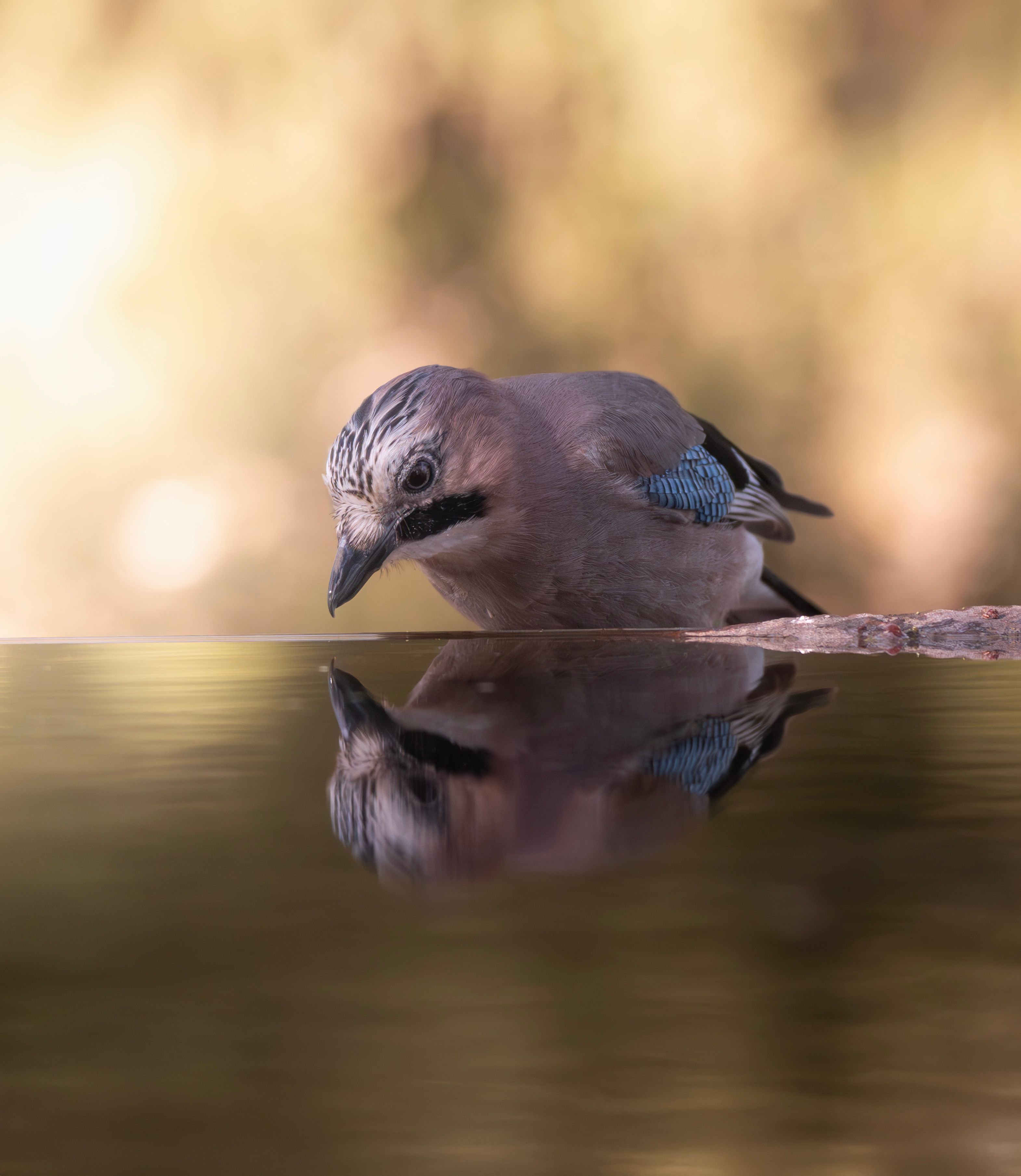 Eurasian Jay Reflecting in Tranquil Water · Free Stock Photo