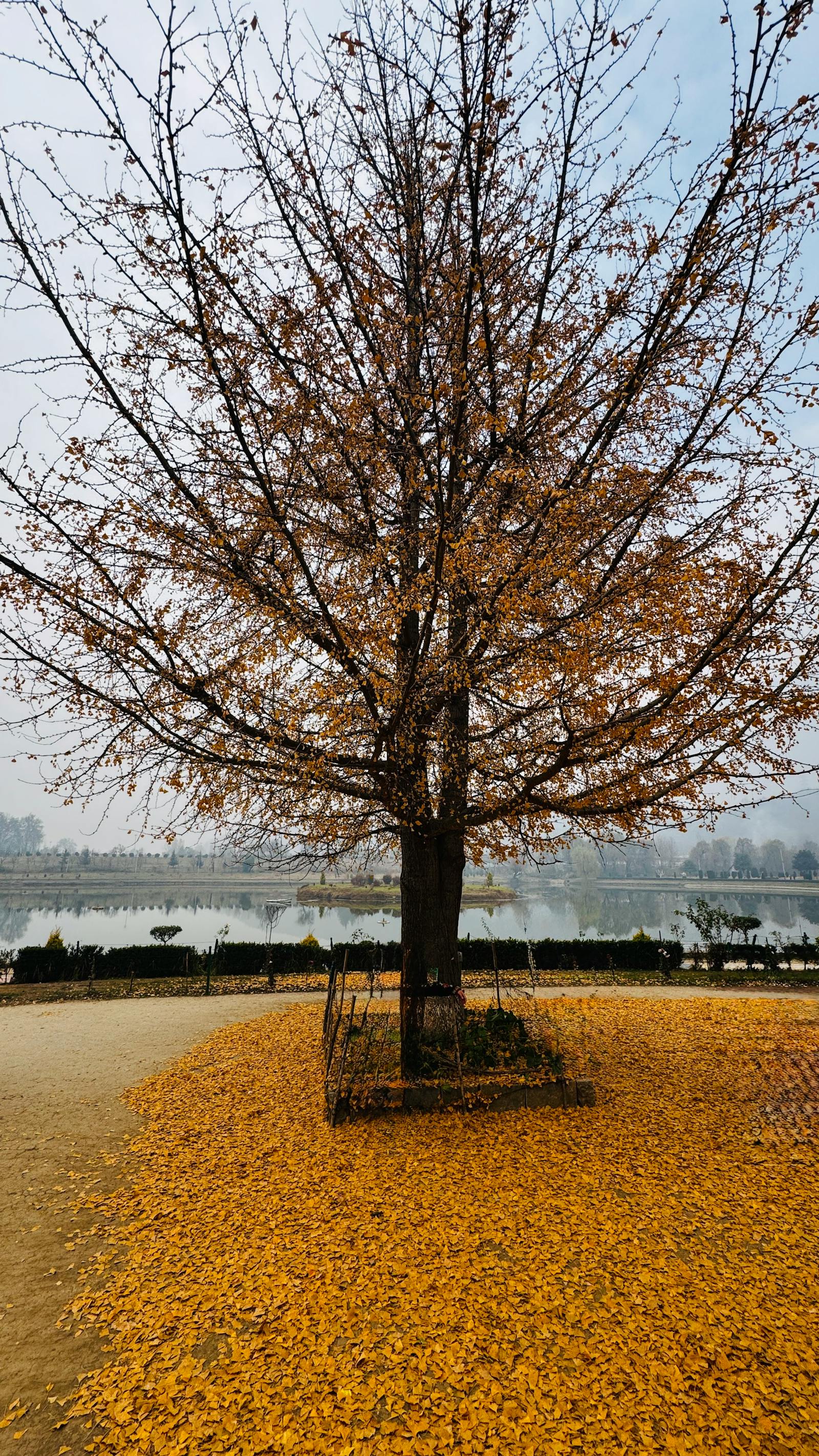 Maple Tree Photos, Download The BEST Free Maple Tree Stock Photos & HD ...