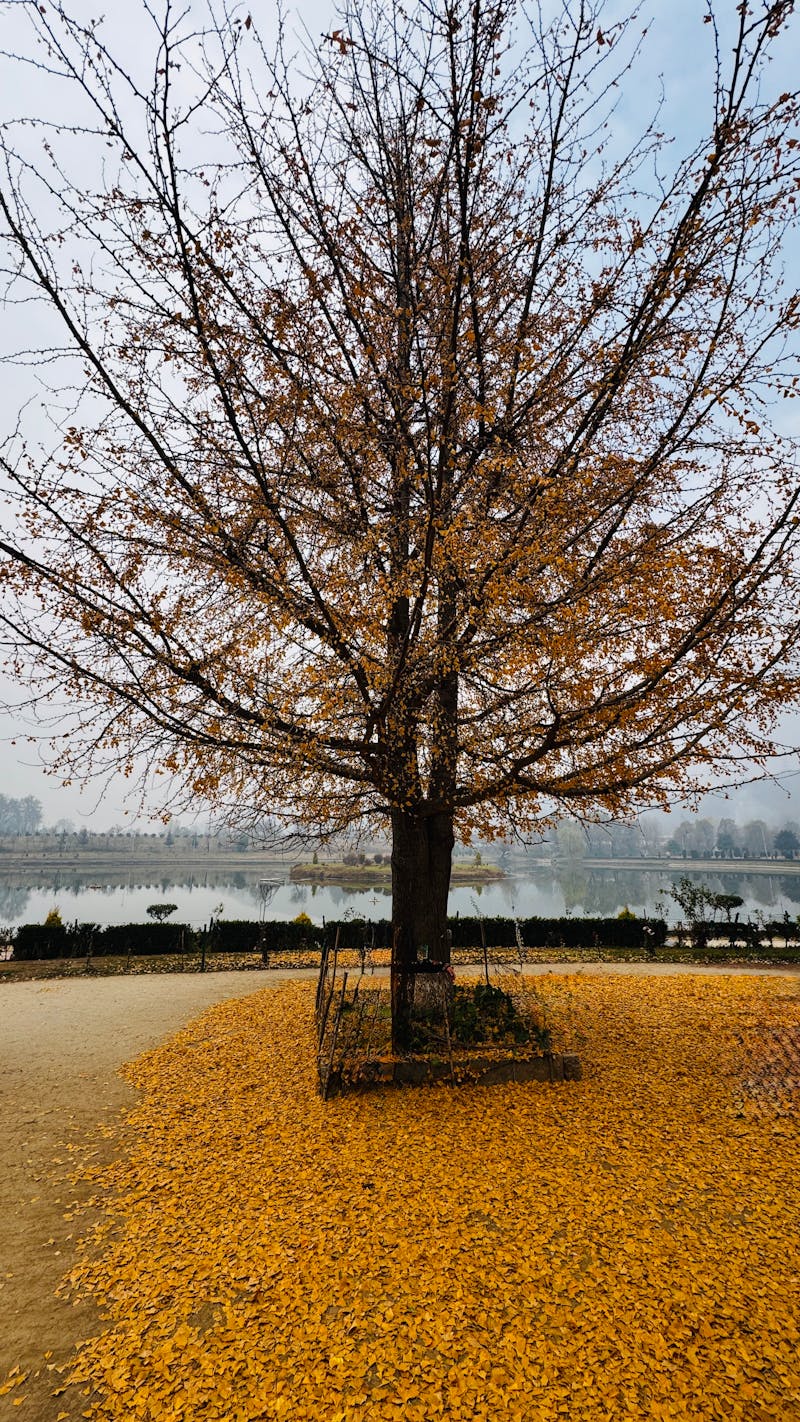 Maple Tree Photos, Download The BEST Free Maple Tree Stock Photos & HD ...