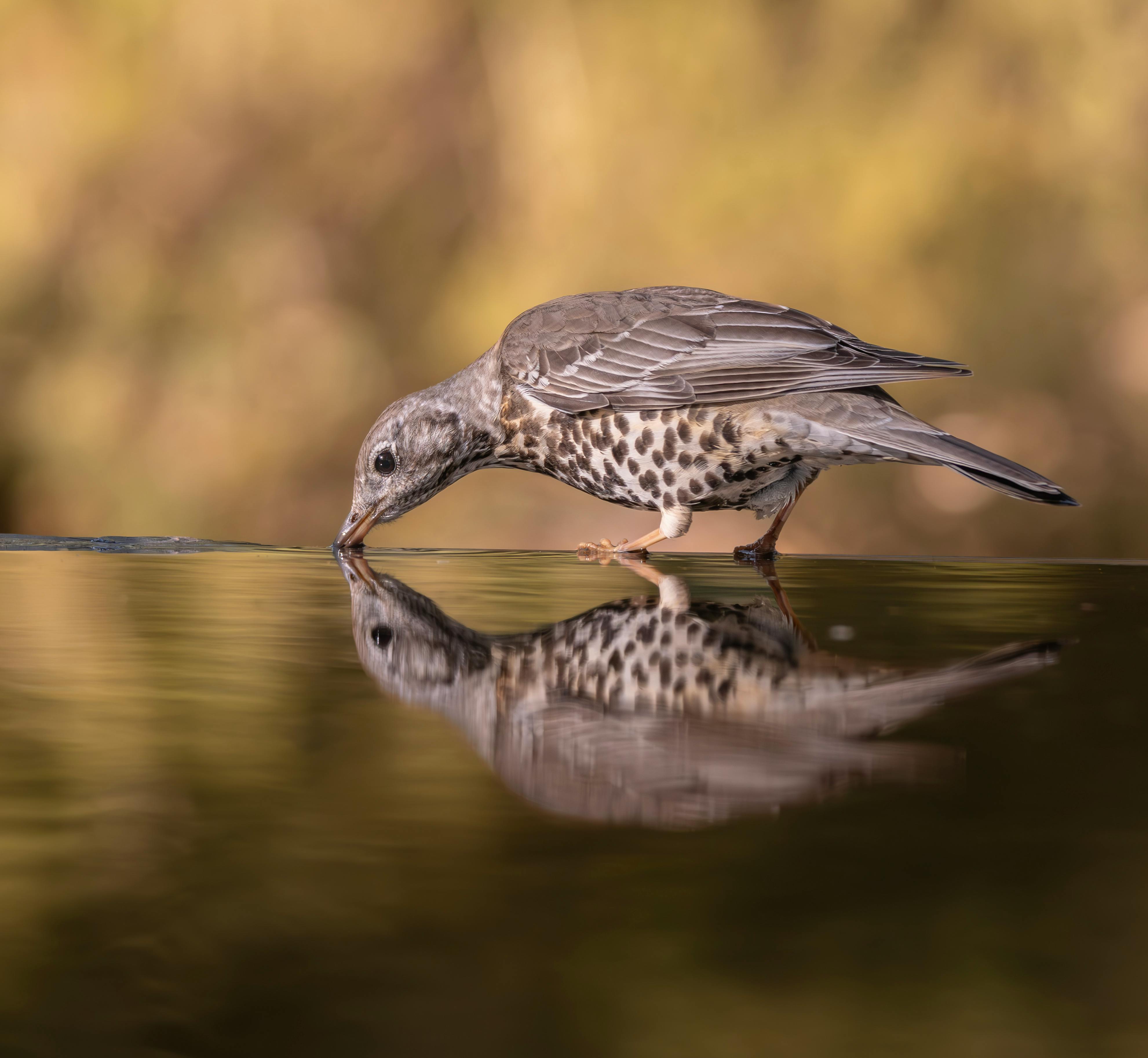 Bird drinking water with reflection in tranquil setting · Free Stock Photo
