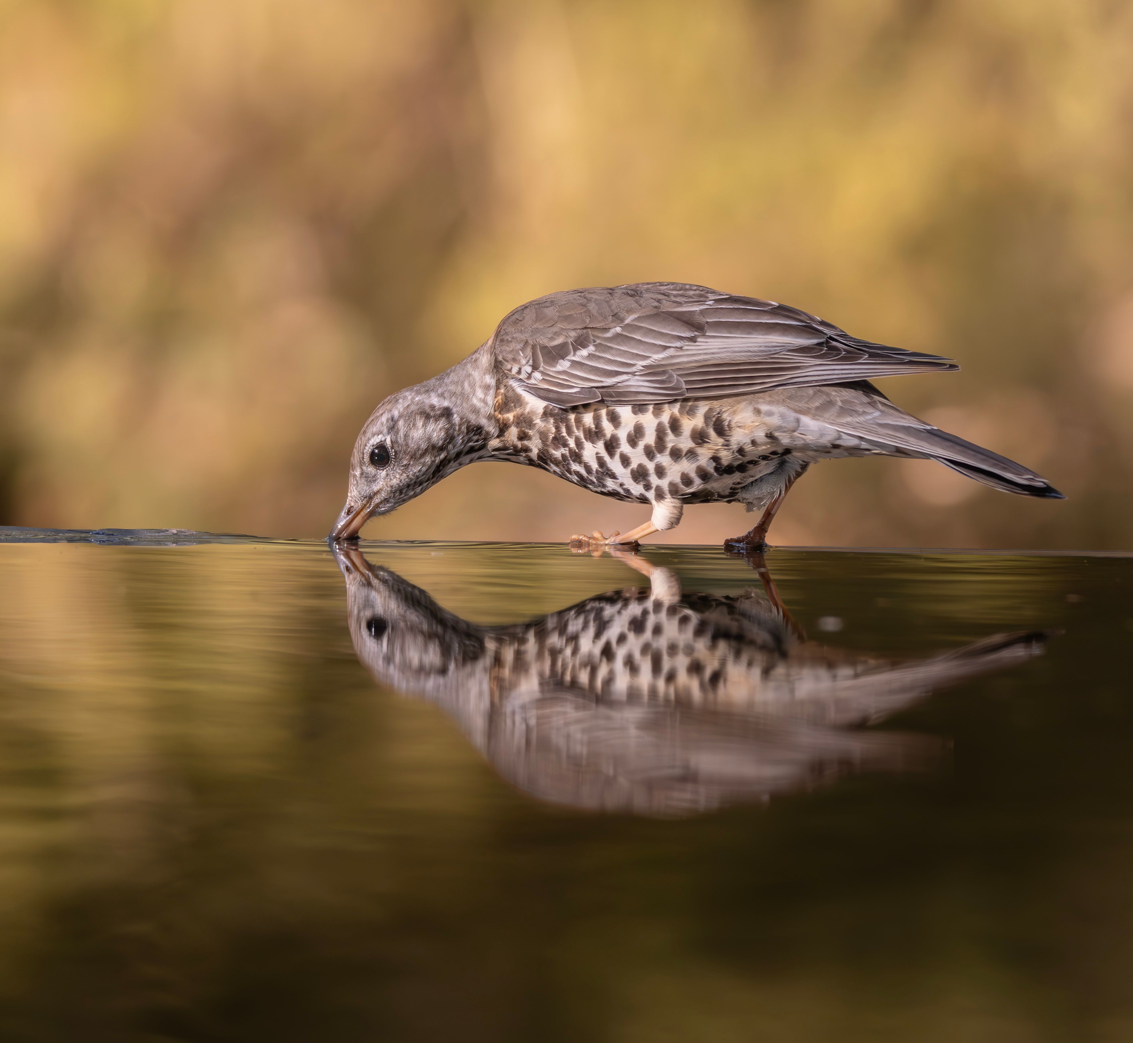 Bird drinking water with reflection in tranquil setting · Free Stock Photo