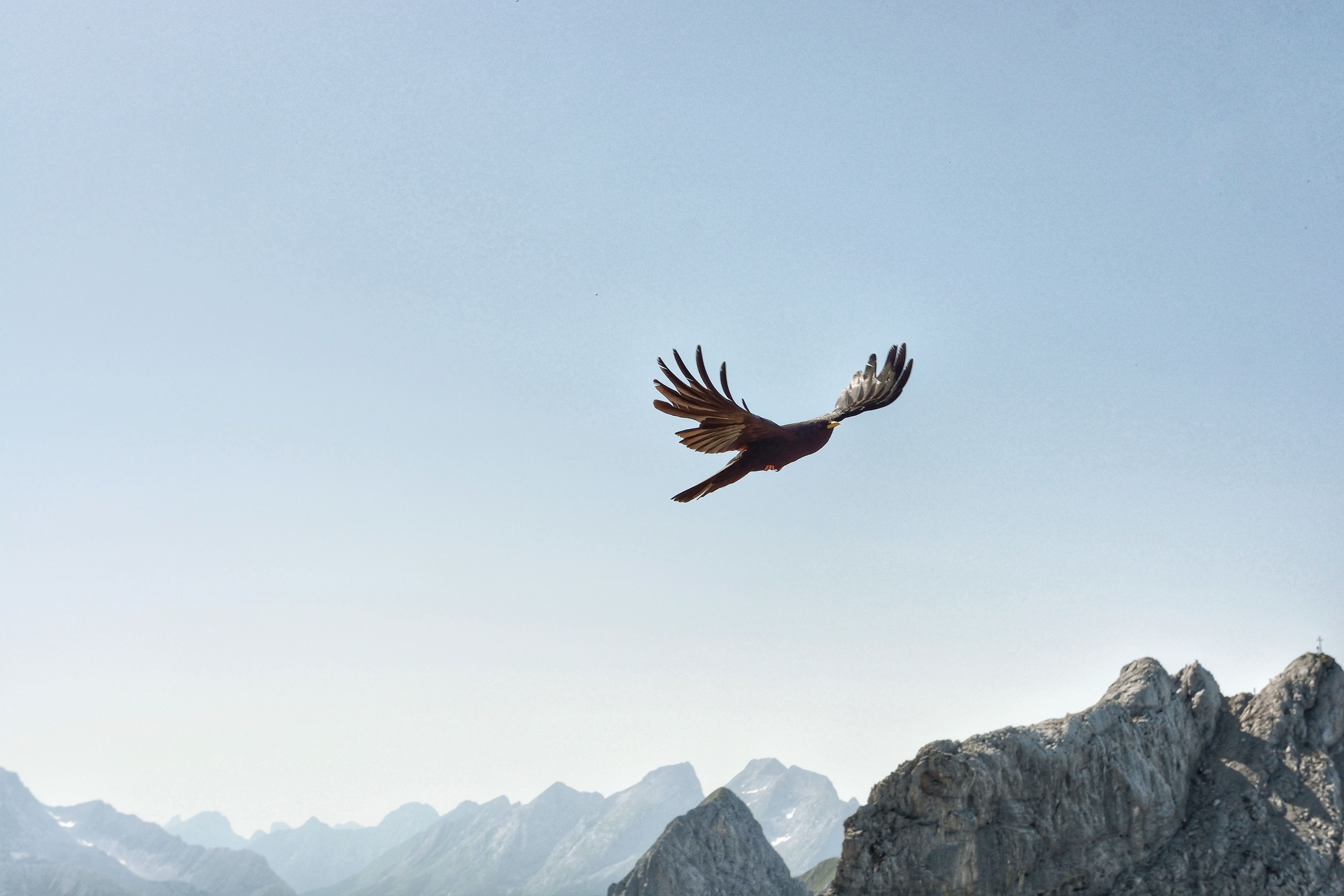 Majestic Bird Soaring Over Rocky Mountain Range · Free Stock Photo