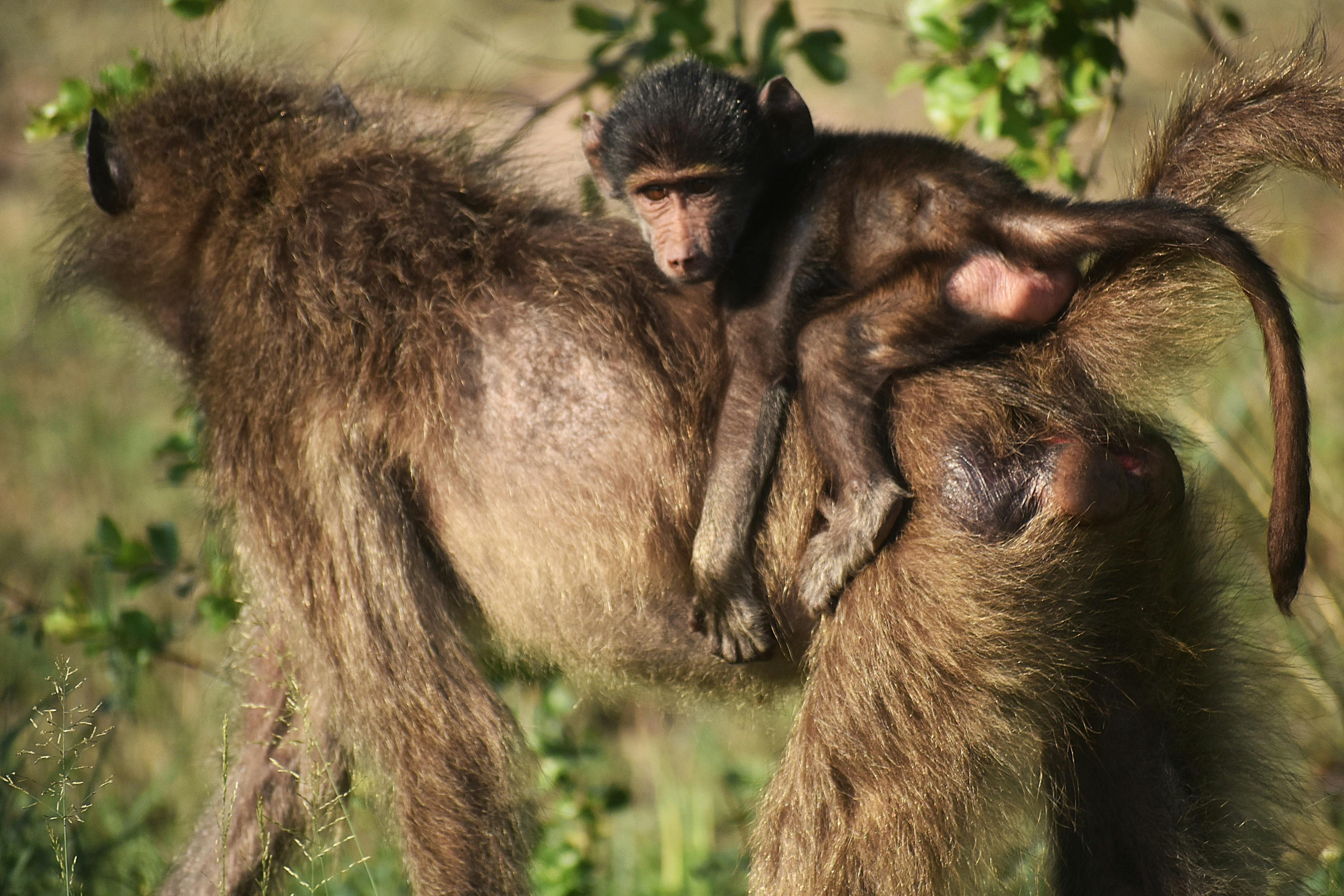 Chacma Baboon Baby Photos, Download The BEST Free Chacma Baboon Baby ...