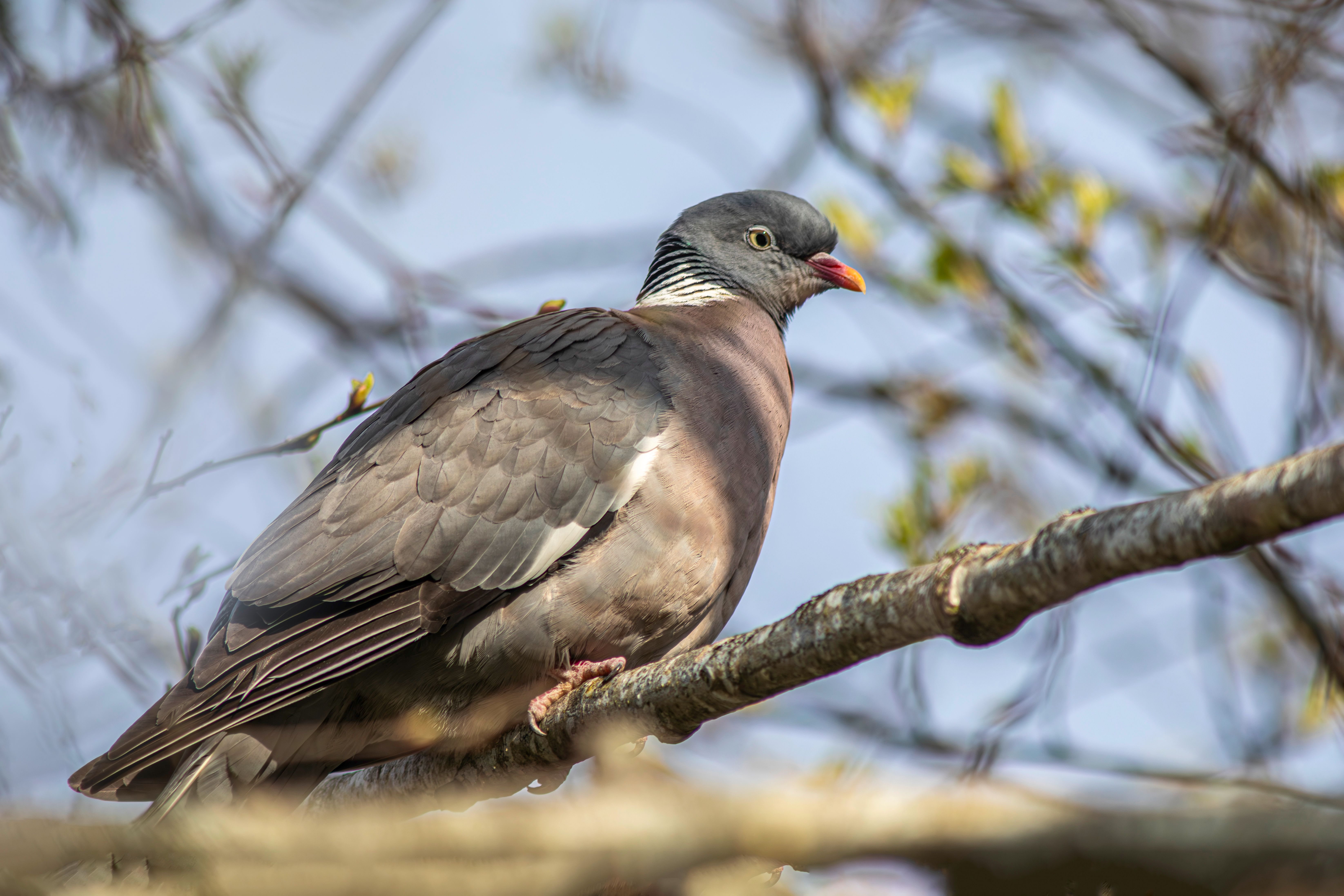 Common Wood Pigeon Perched on a Tree Branch · Free Stock Photo