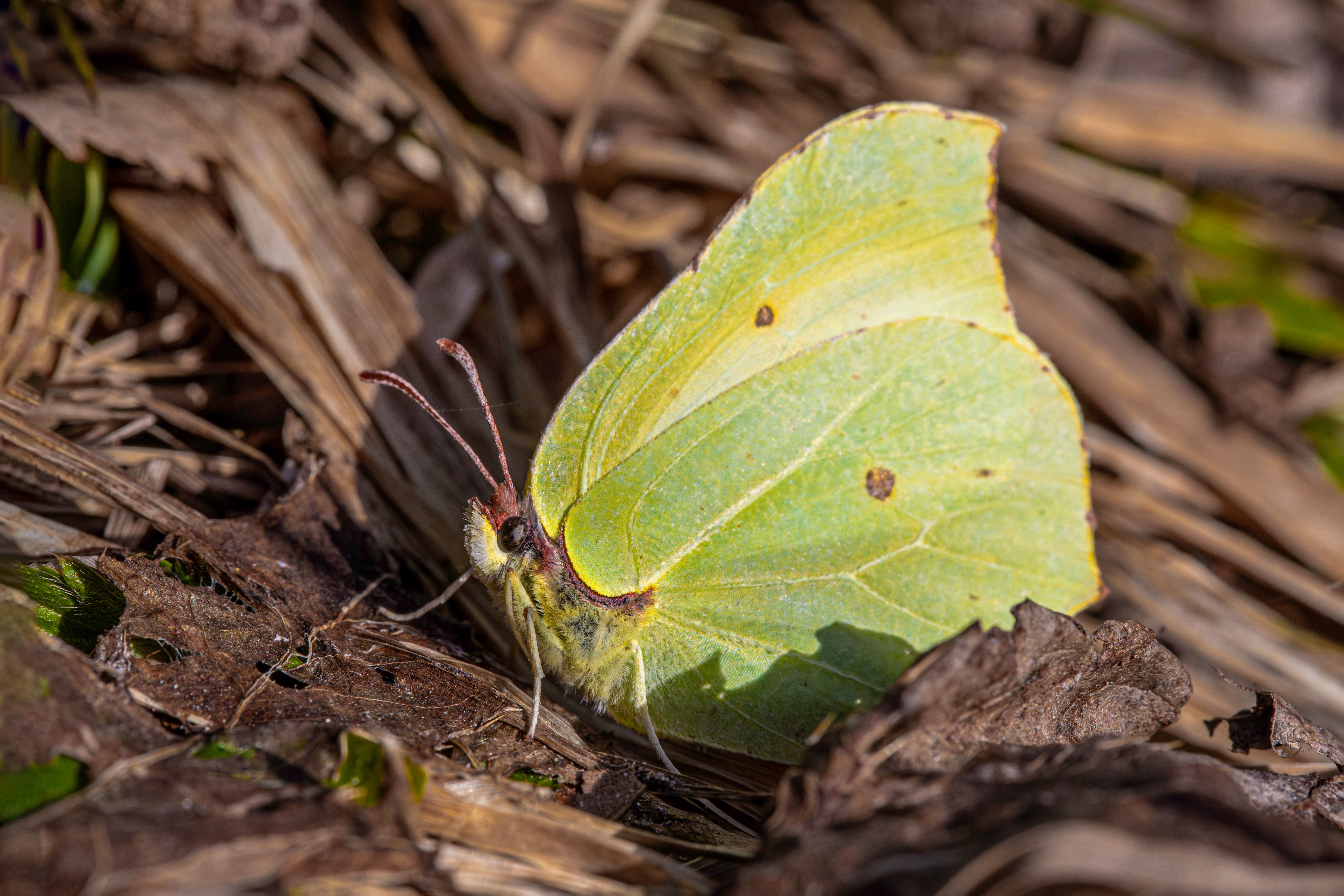 Close-up of Common Brimstone Butterfly in Nature · Free Stock Photo