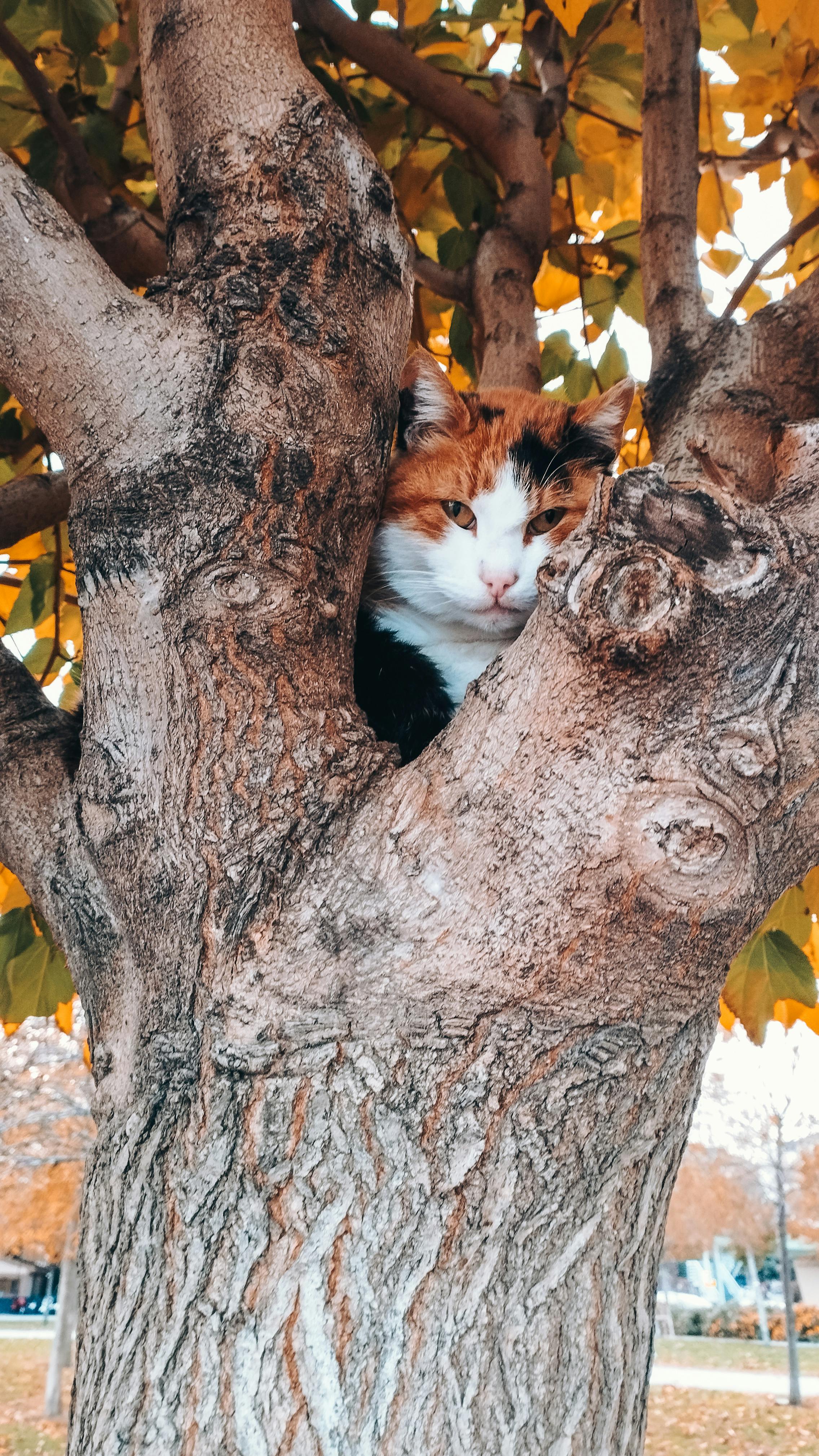 Calico Cat Nestled in Tree During Fall · Free Stock Photo
