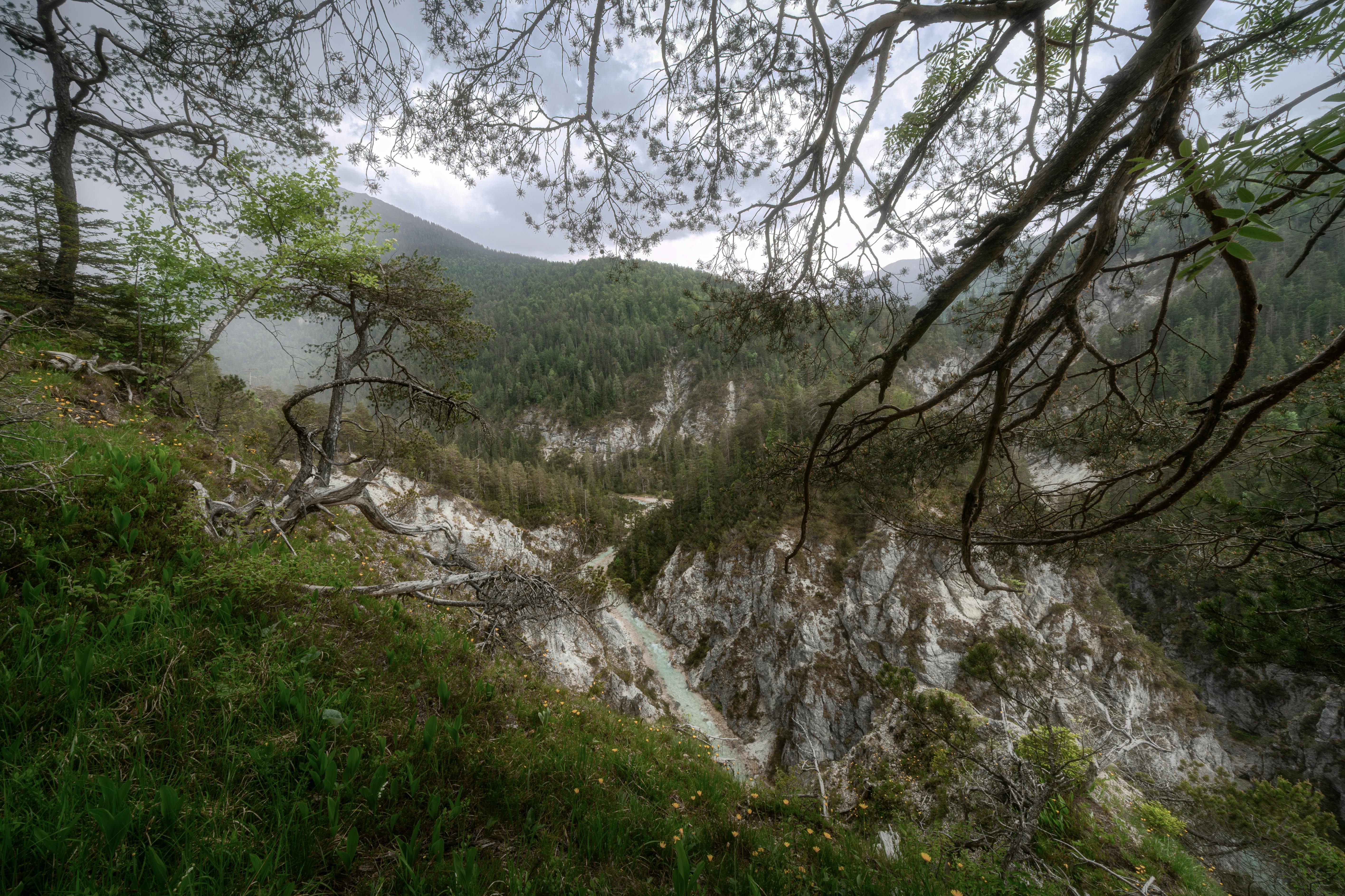 Scenic Austrian Forest Mountain View · Free Stock Photo