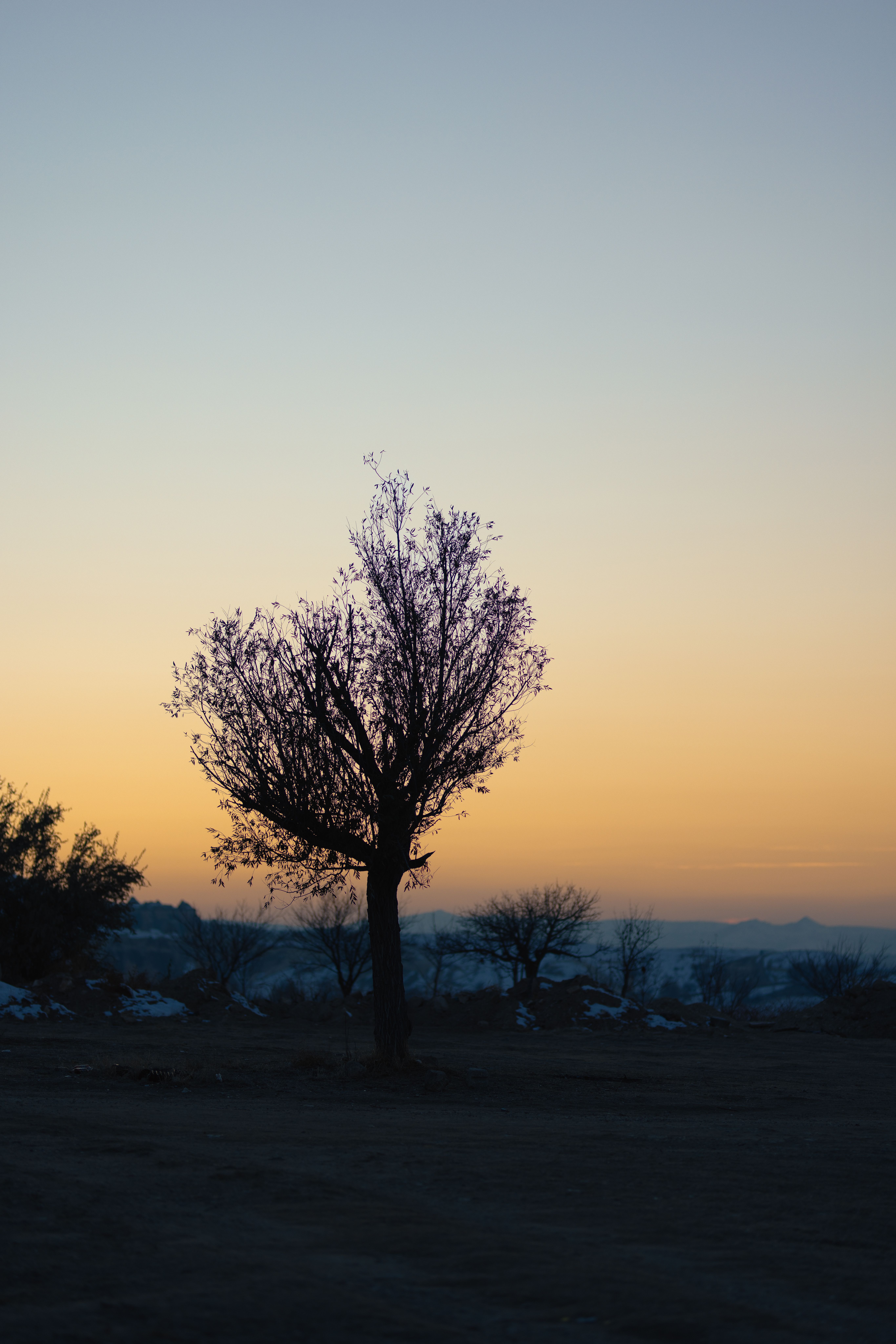 Tree in the Middle of the Field Golden Hour Photography · Free Stock Photo
