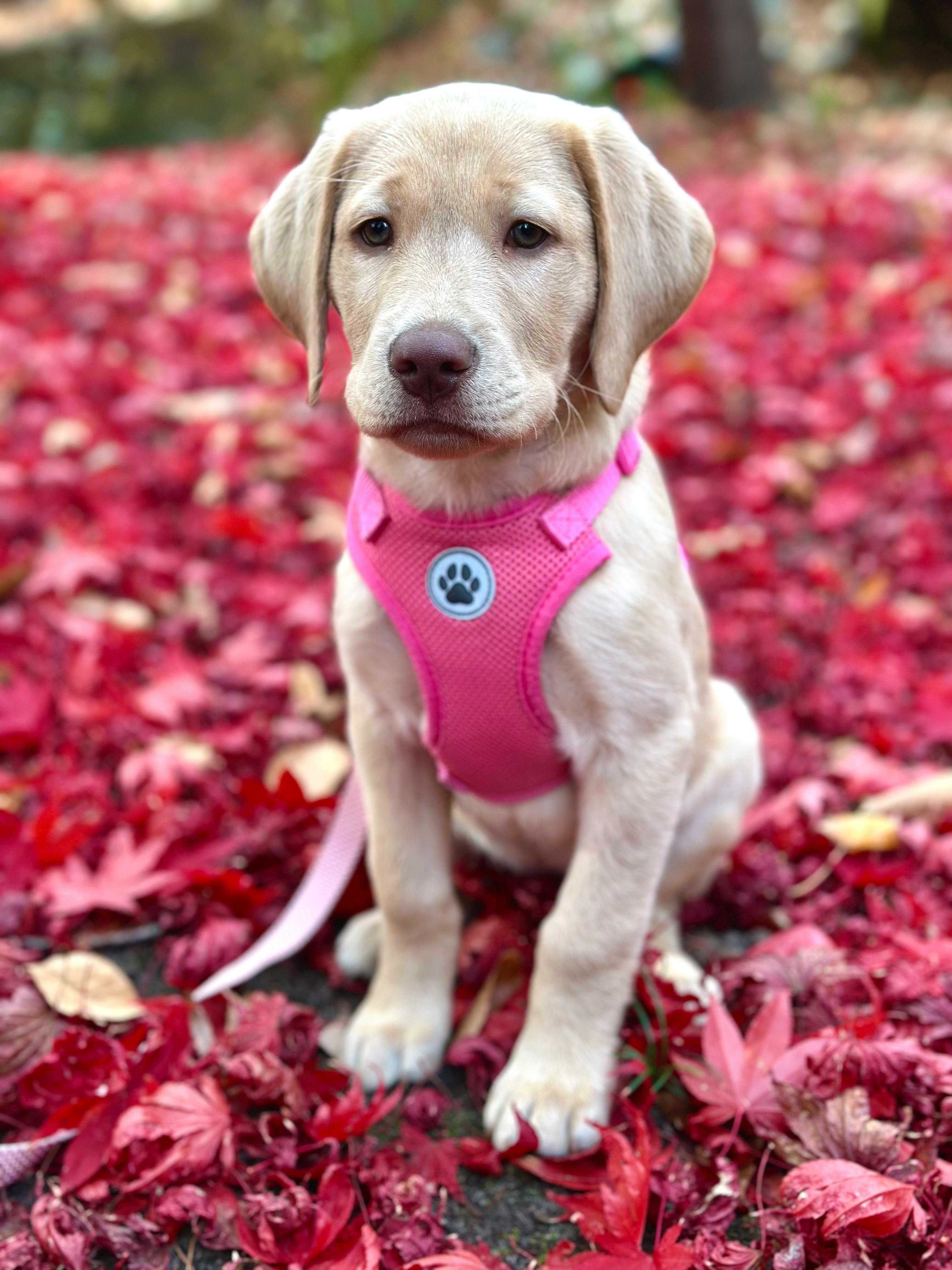 Adorable Labrador Puppy in Pink Harness on Red Leaves · Free Stock Photo