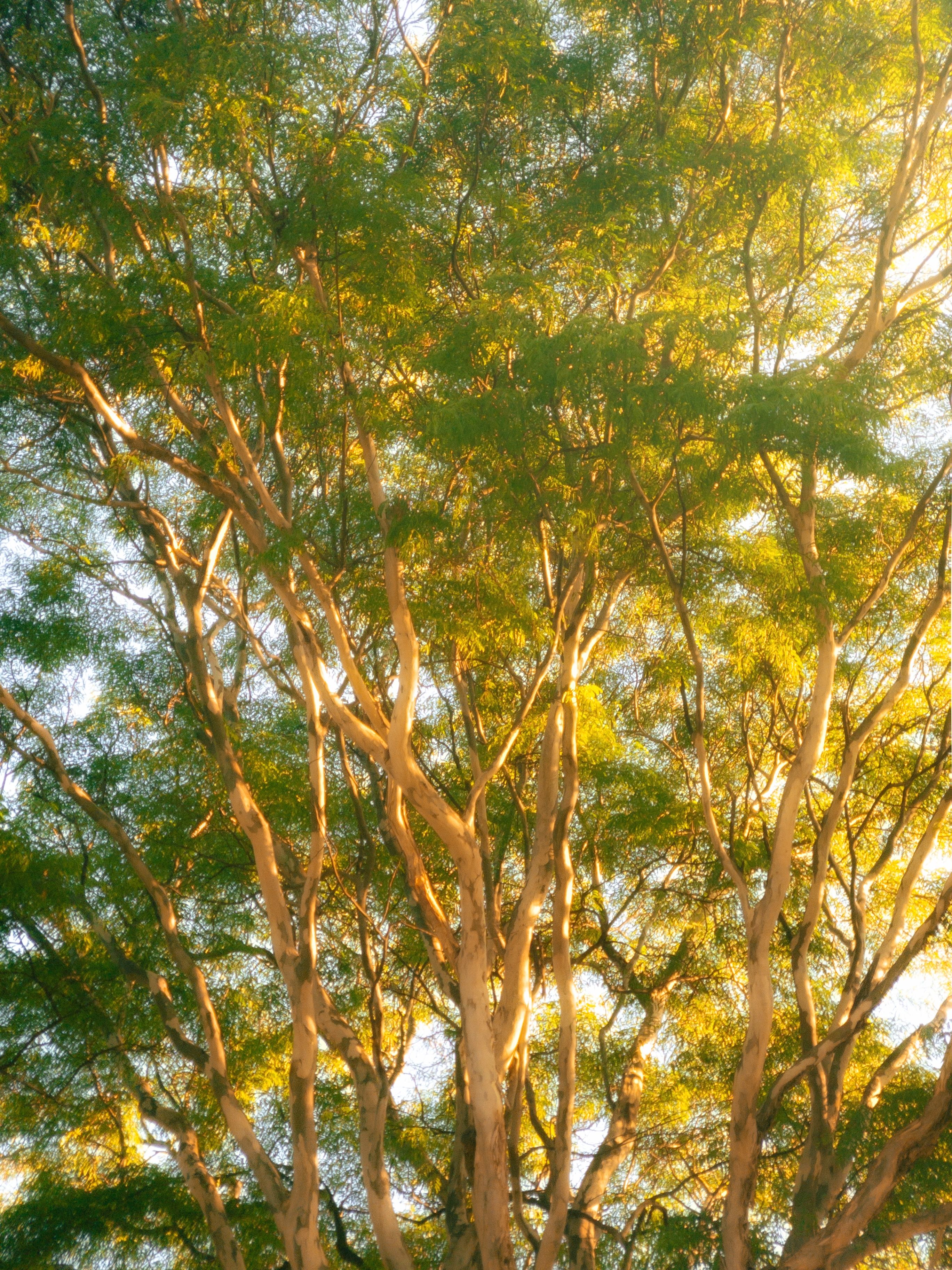 Sunlit Brazilian Tree Canopy in Summer · Free Stock Photo