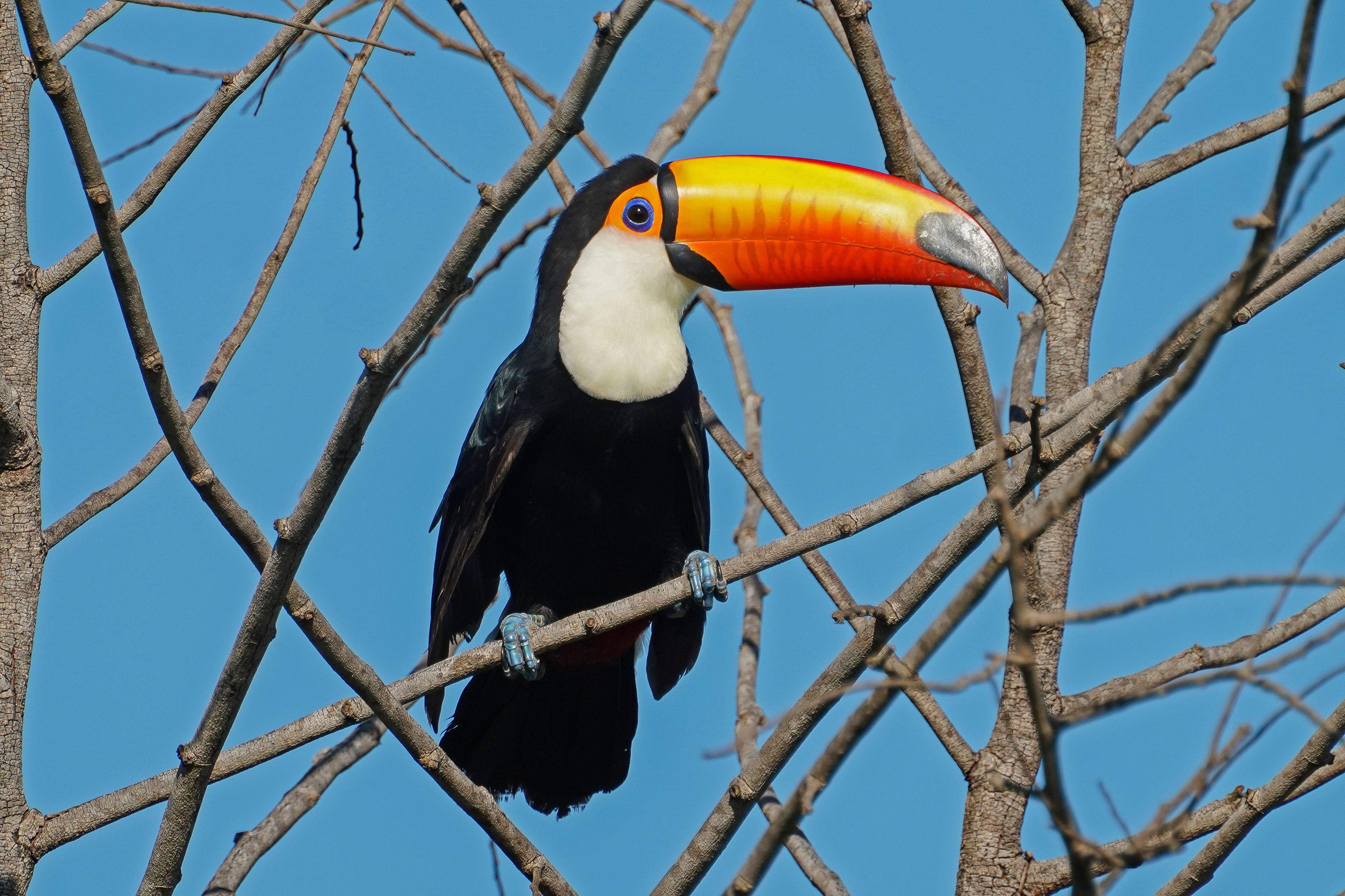 Tucán Toco De Color Vibrante Posado En Las Ramas Desnudas De Un árbol ...