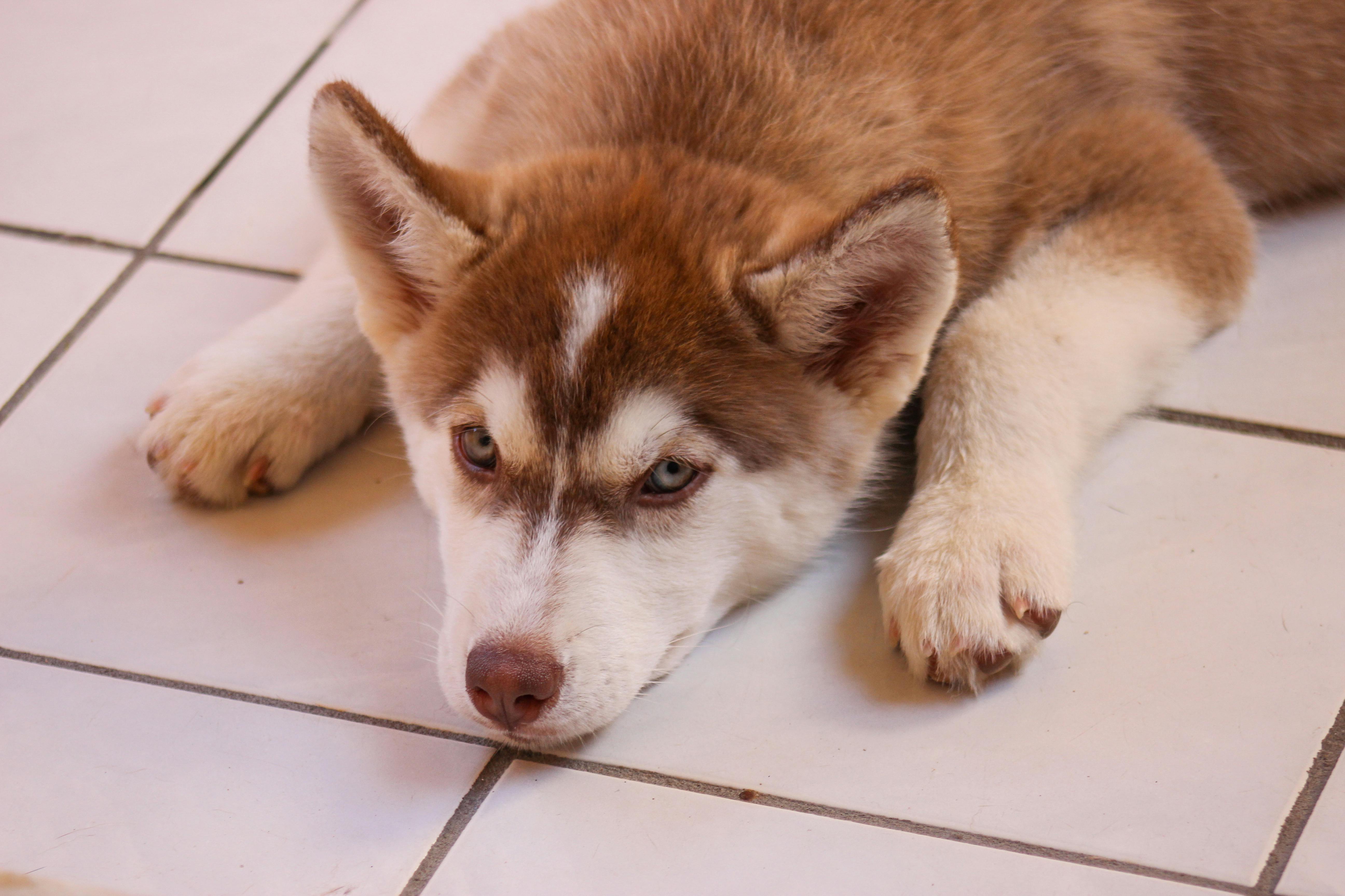 Adorable Husky Puppy Resting on Tiled Floor · Free Stock Photo