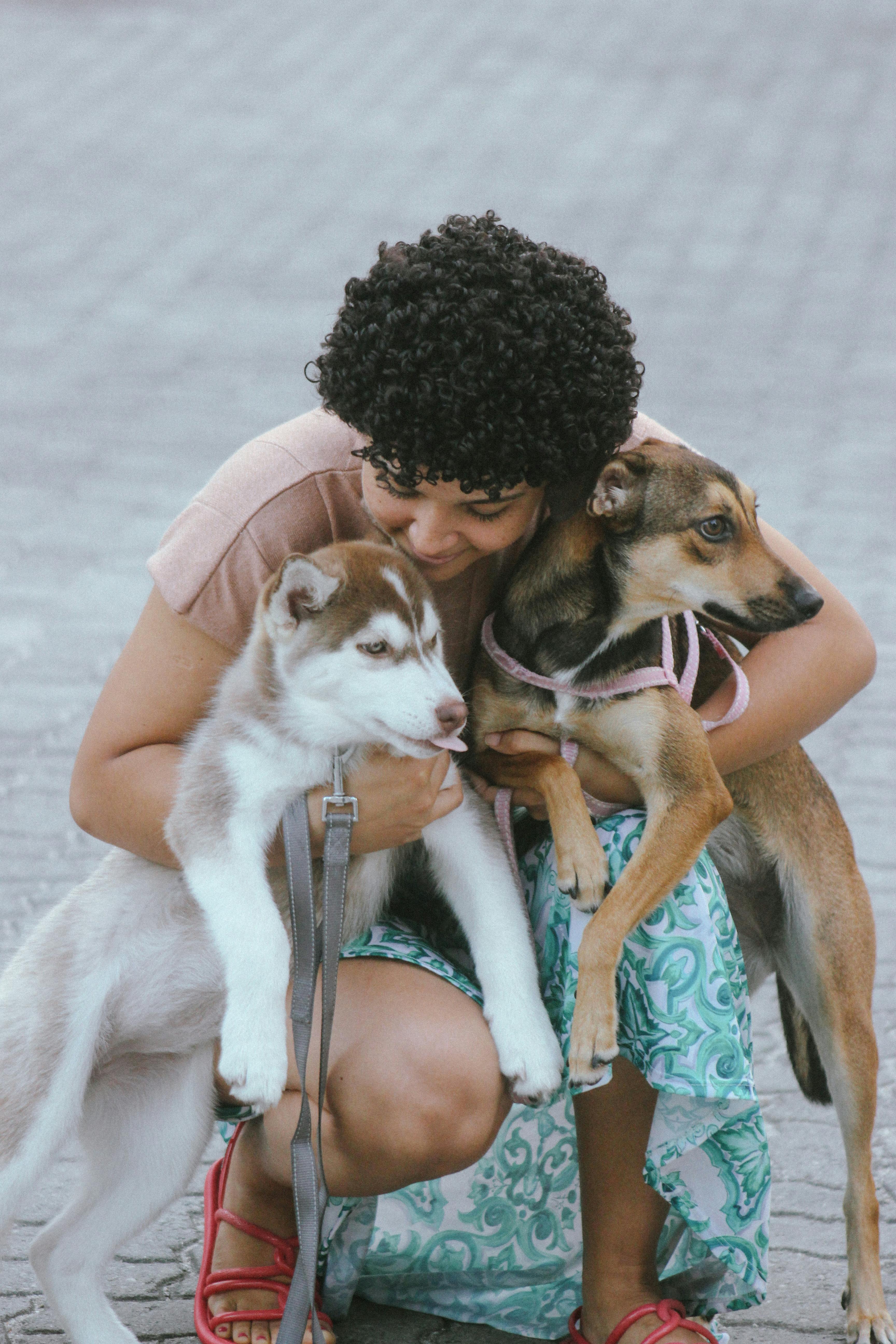 Dog Breed Photos, Download The BEST Free Dog Breed Stock Photos & HD Images