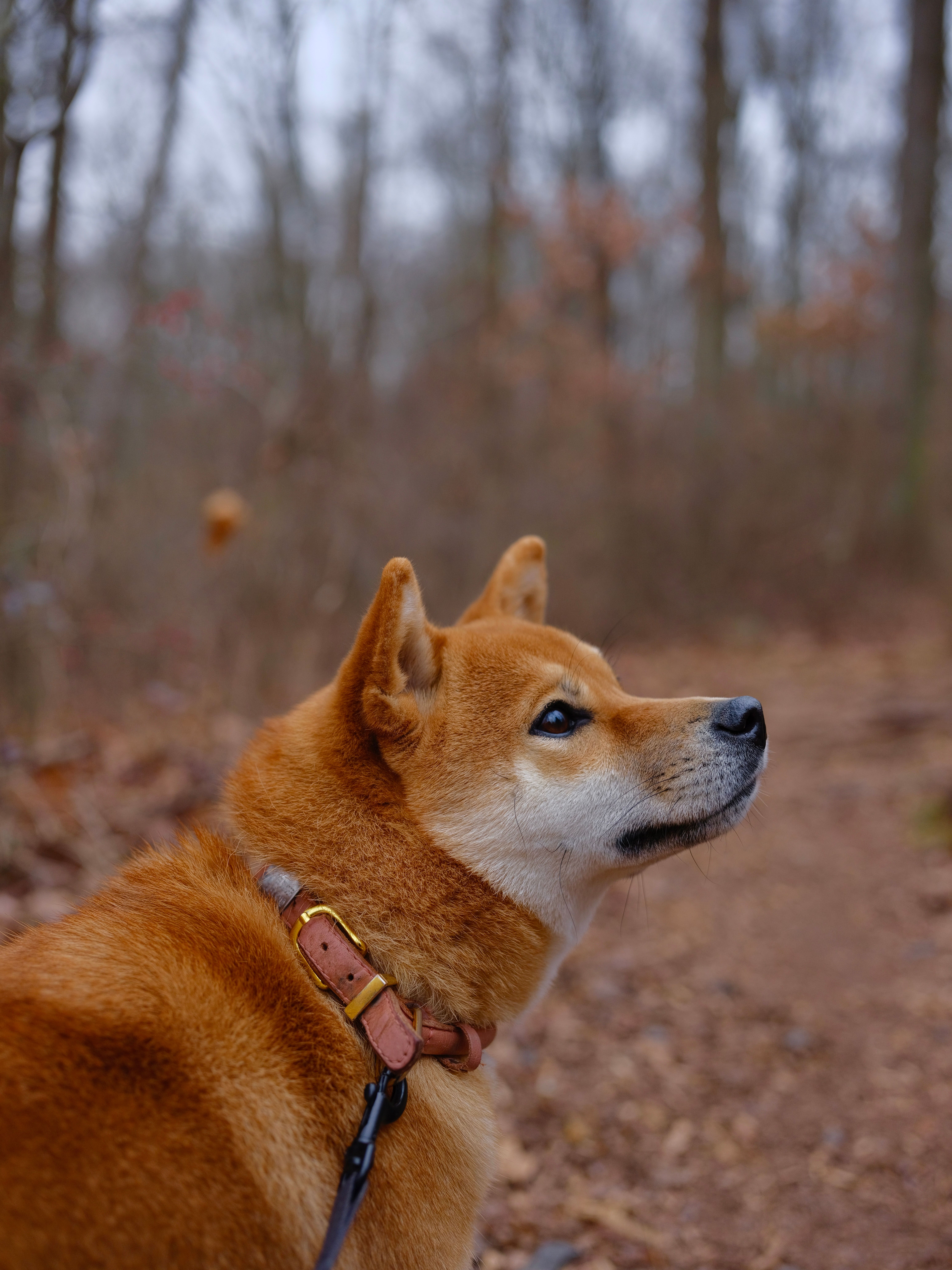 High Resolution Dog Photos, Download The BEST Free High Resolution Dog ...