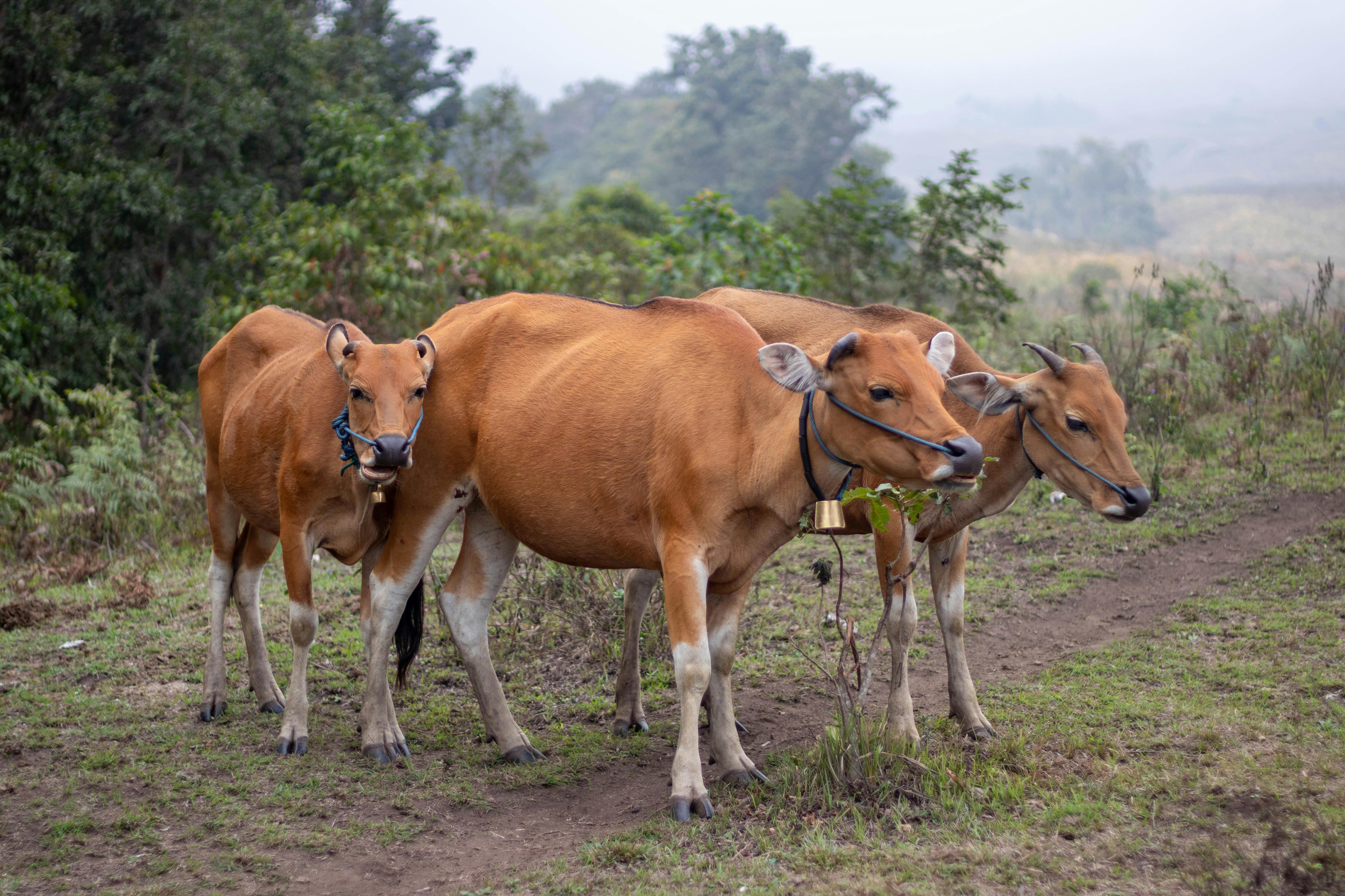 Simbra Cows Photos, Download The BEST Free Simbra Cows Stock Photos ...