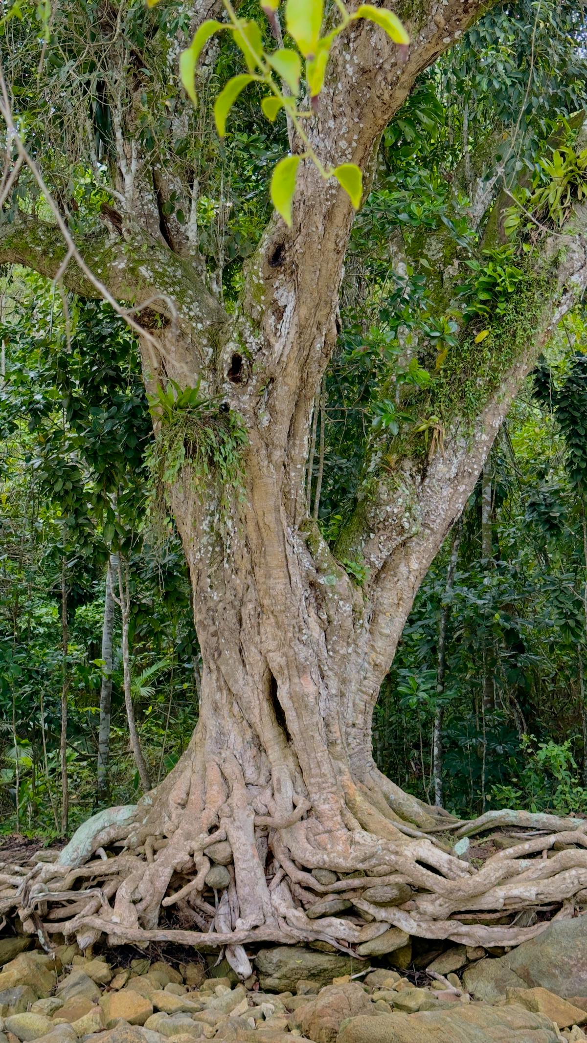 Tree Of Life Photos, Download The BEST Free Tree Of Life Stock Photos ...
