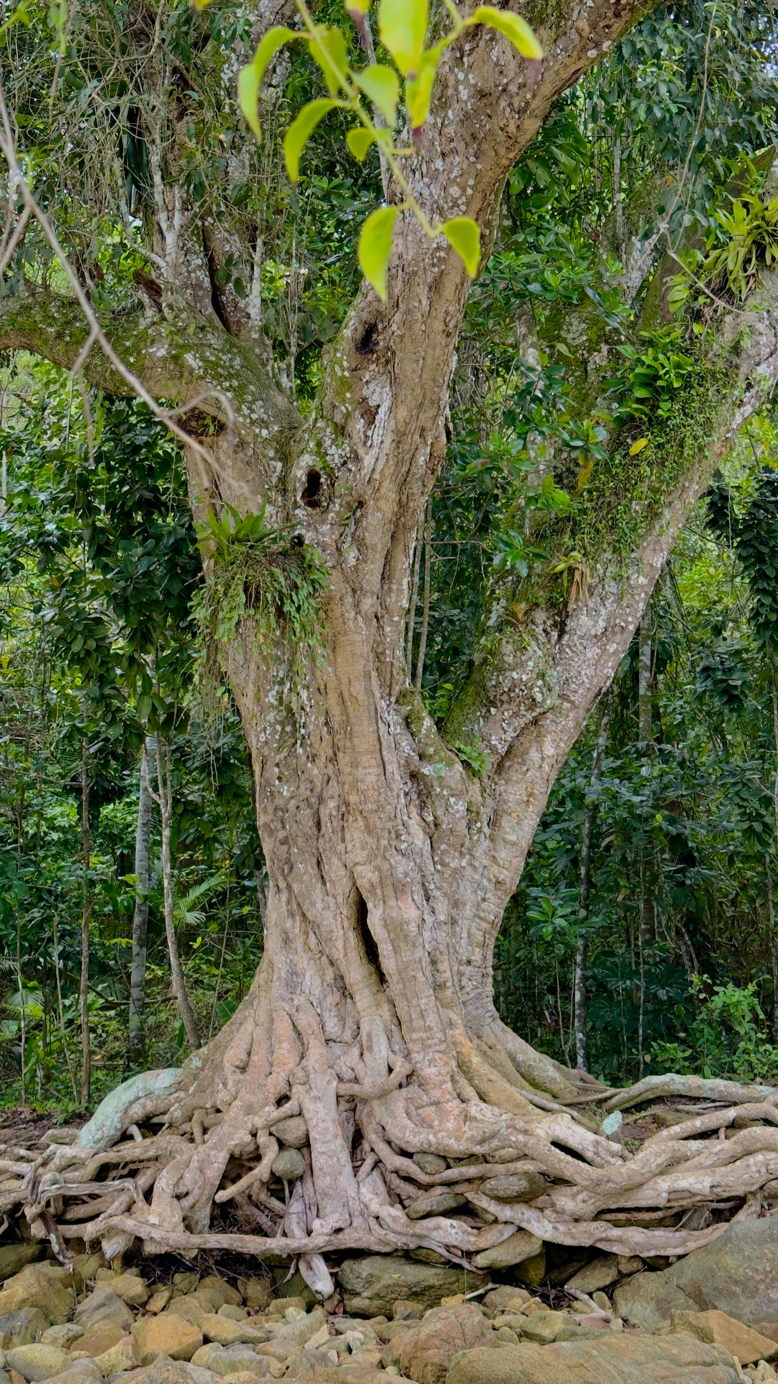Tree Of Life Photos, Download The BEST Free Tree Of Life Stock Photos ...
