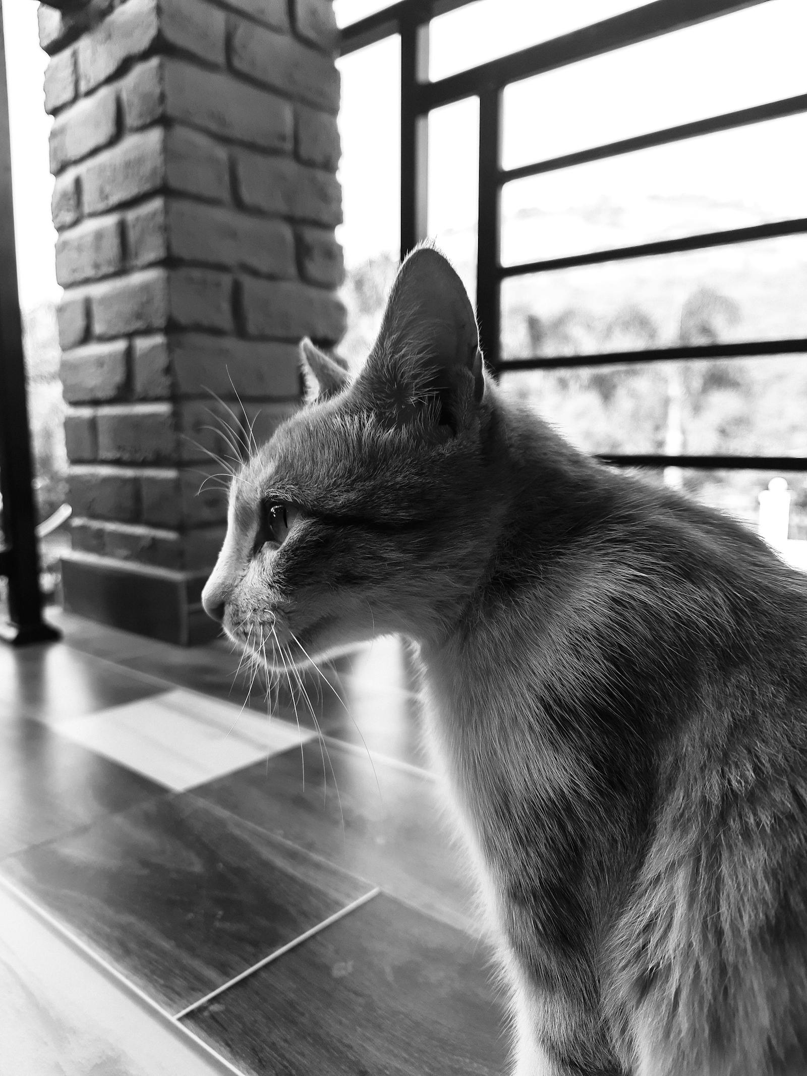 Cat Side Profile Photos, Download The BEST Free Cat Side Profile Stock ...