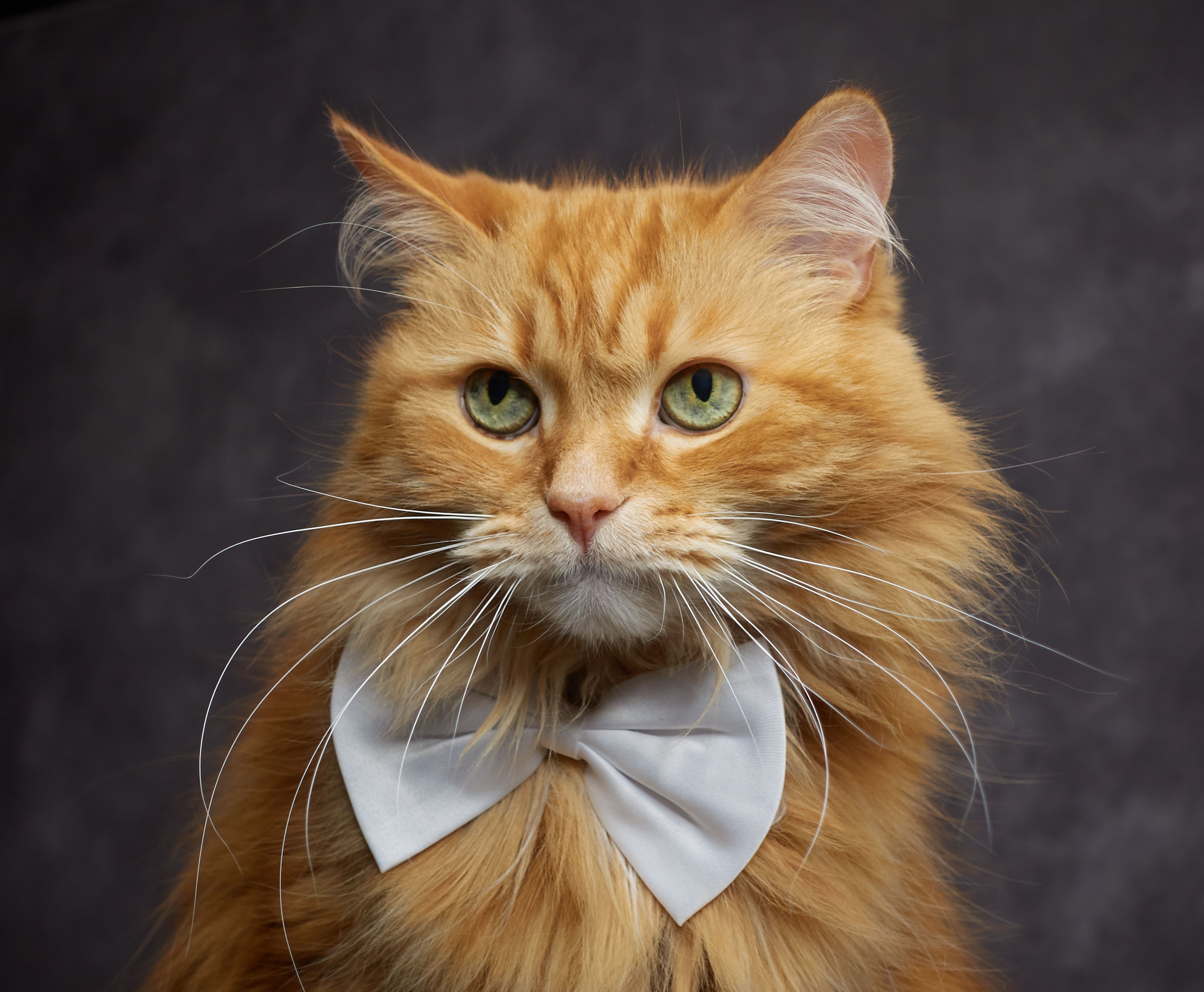 Cat with a Bow Golf: The Purrfect G... | Train Your Cat Well