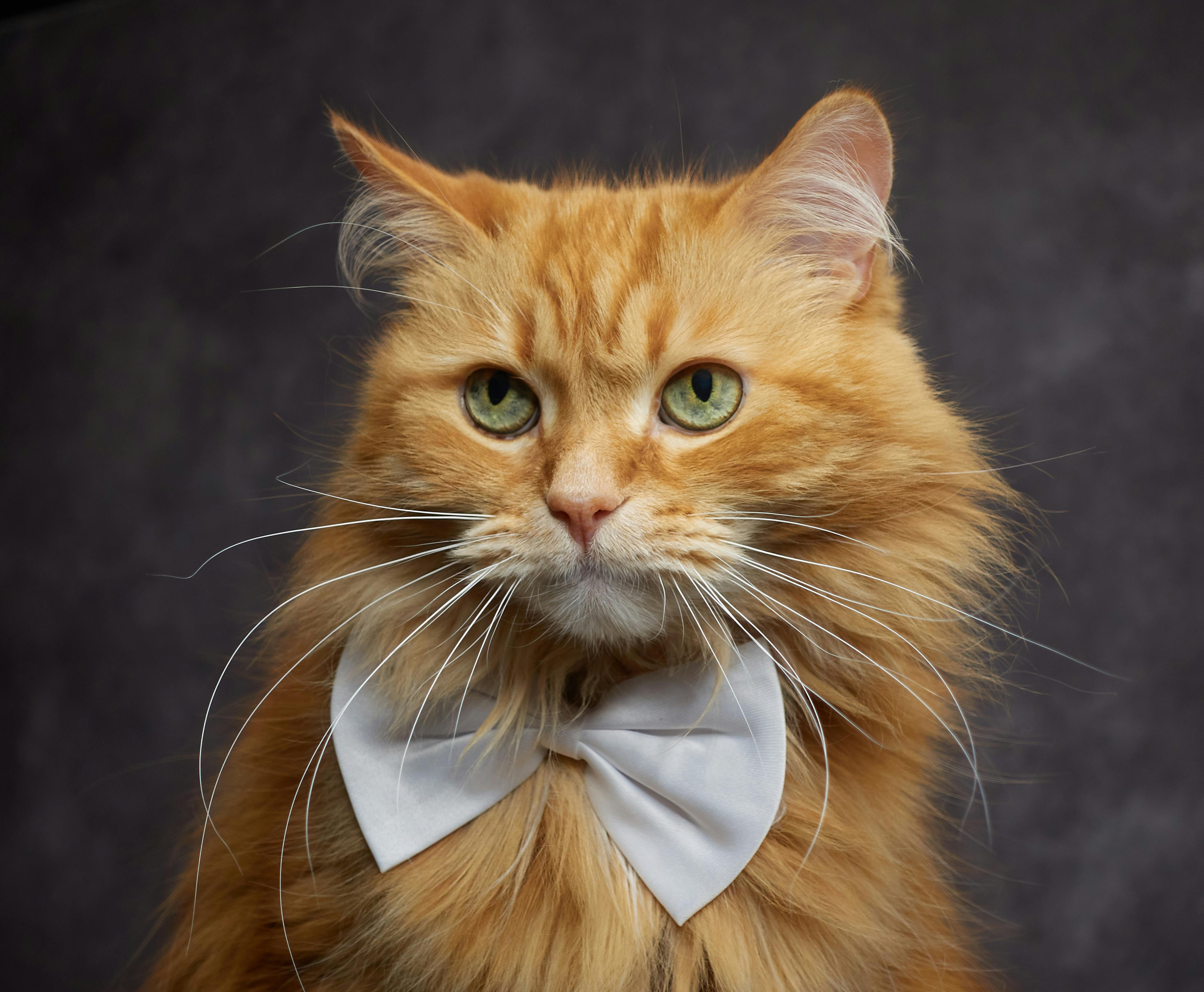 Elegante Retrato De Gato Pelirrojo Con Pajarita · Foto de stock gratuita
