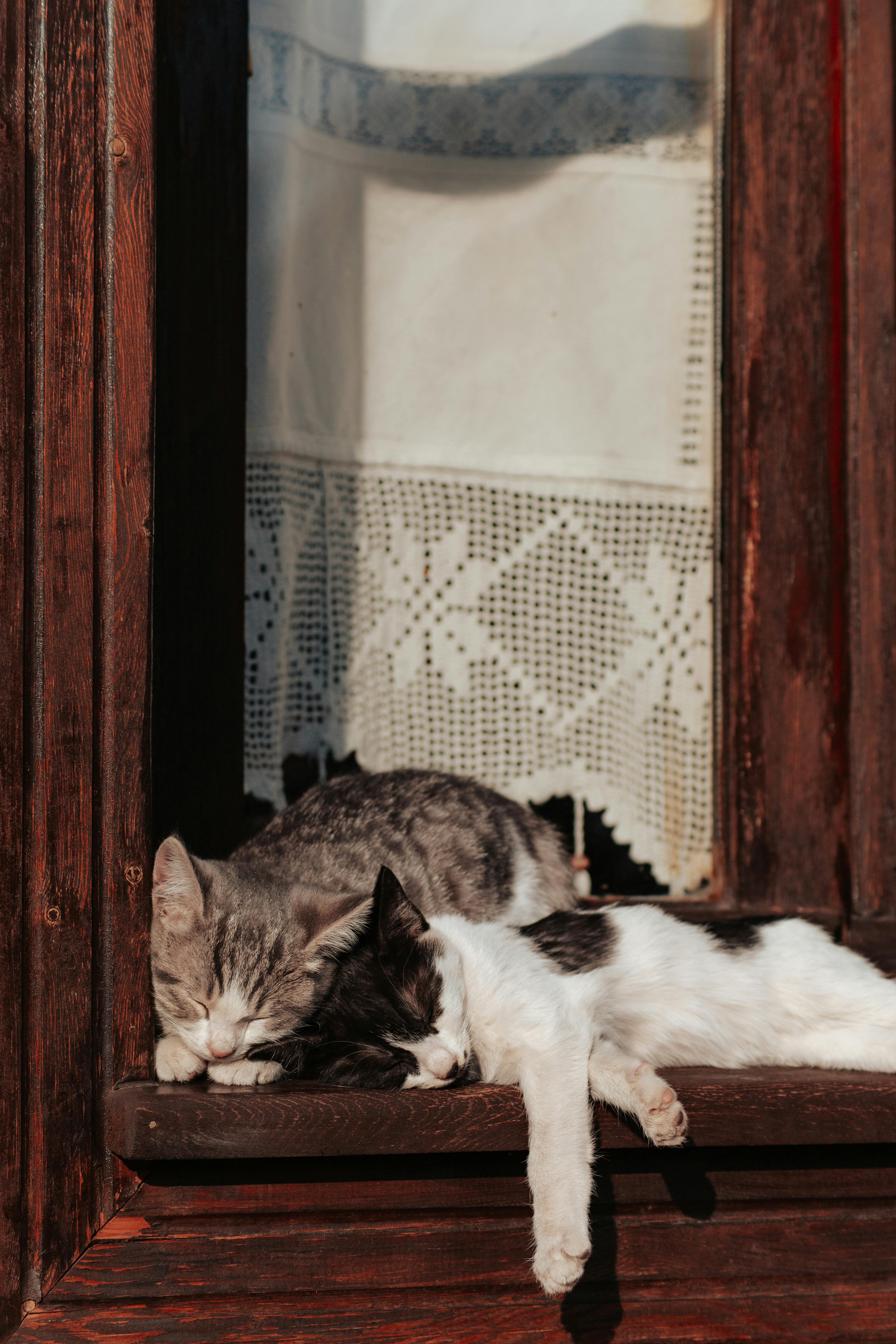 Cozy Cats Napping on a Sunny Window Sill · Free Stock Photo