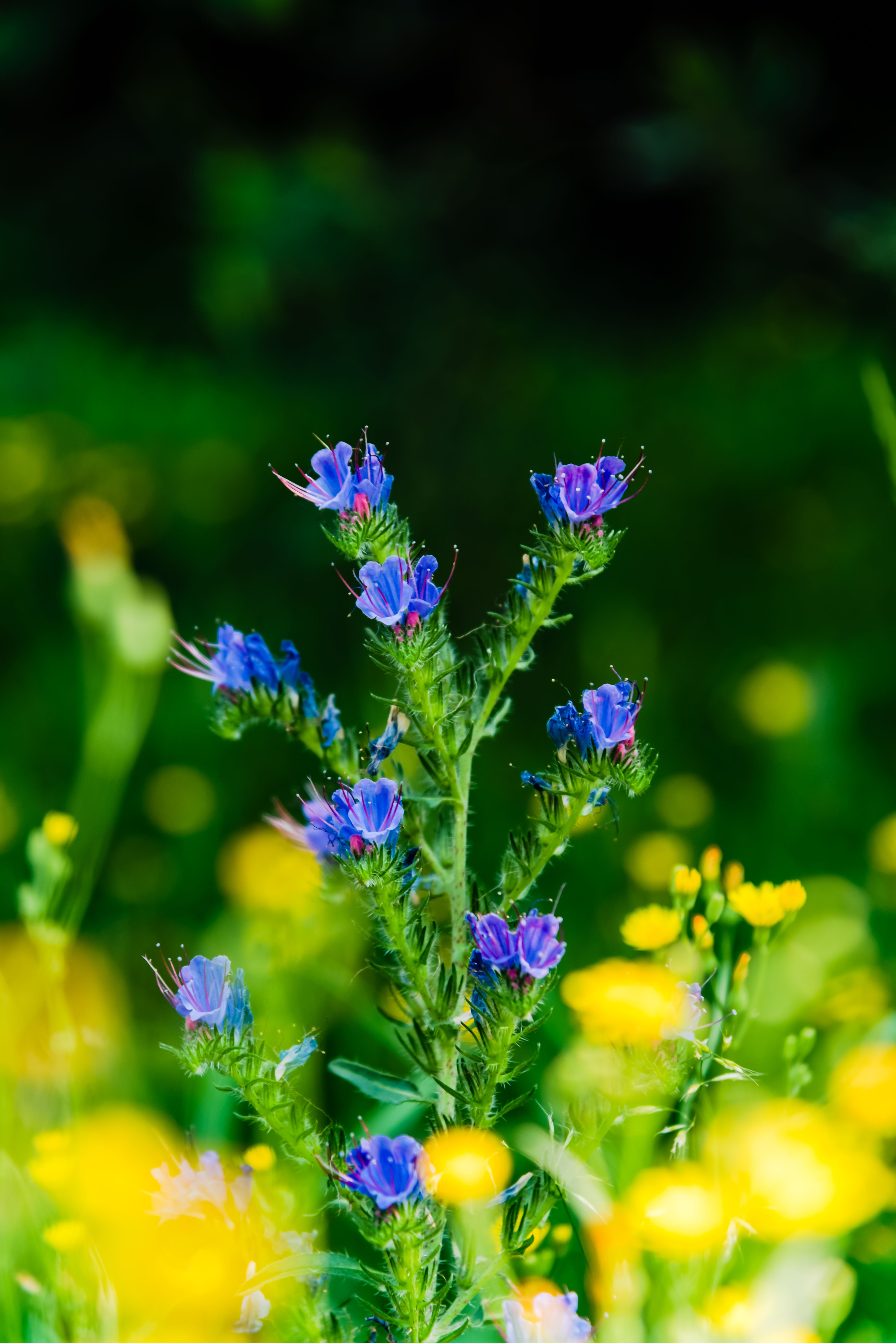 Vibrant Blue Wildflowers in Bloom · Free Stock Photo