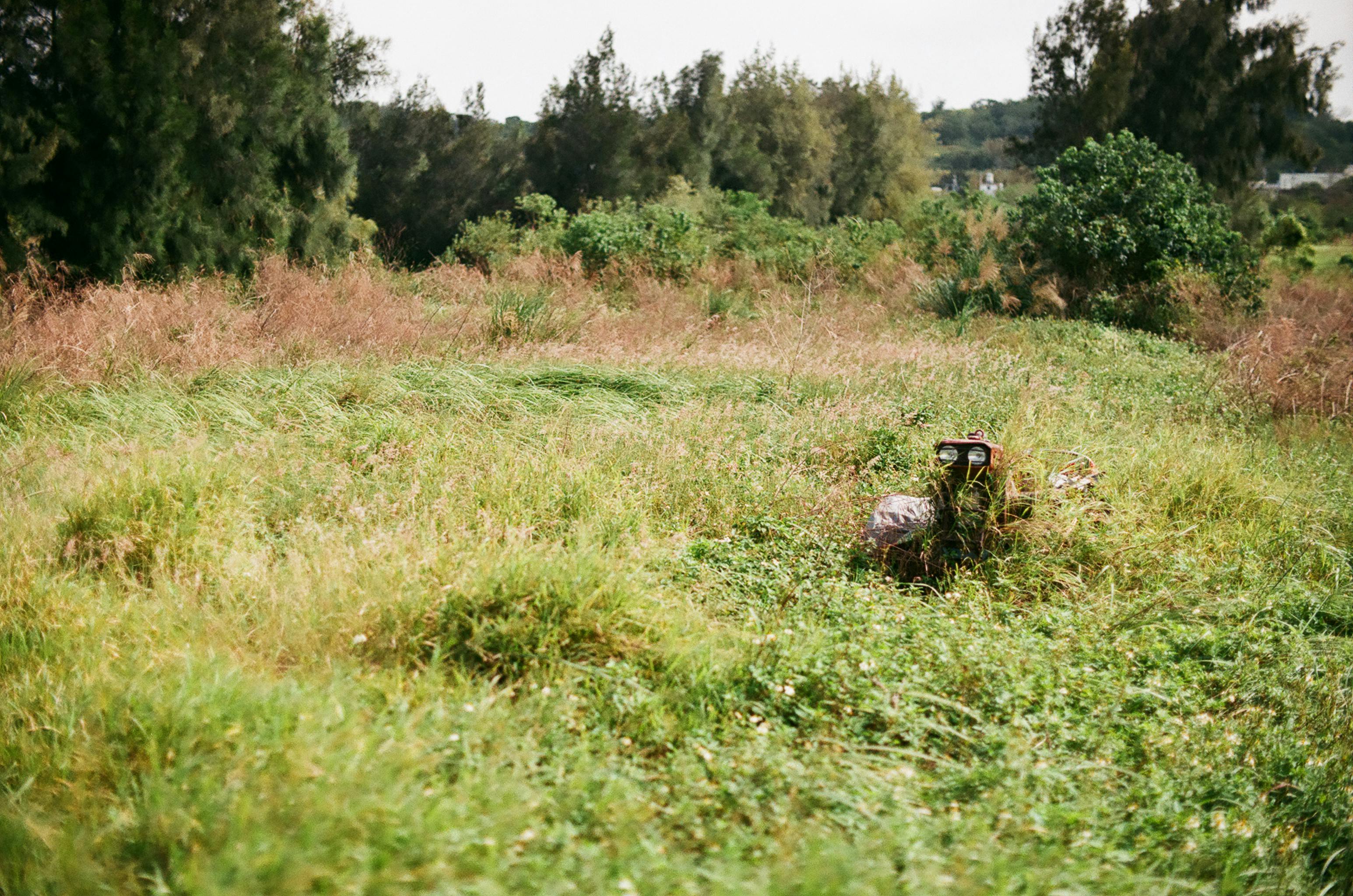 Serene Overgrown Meadow in Rural Taiwan · Free Stock Photo