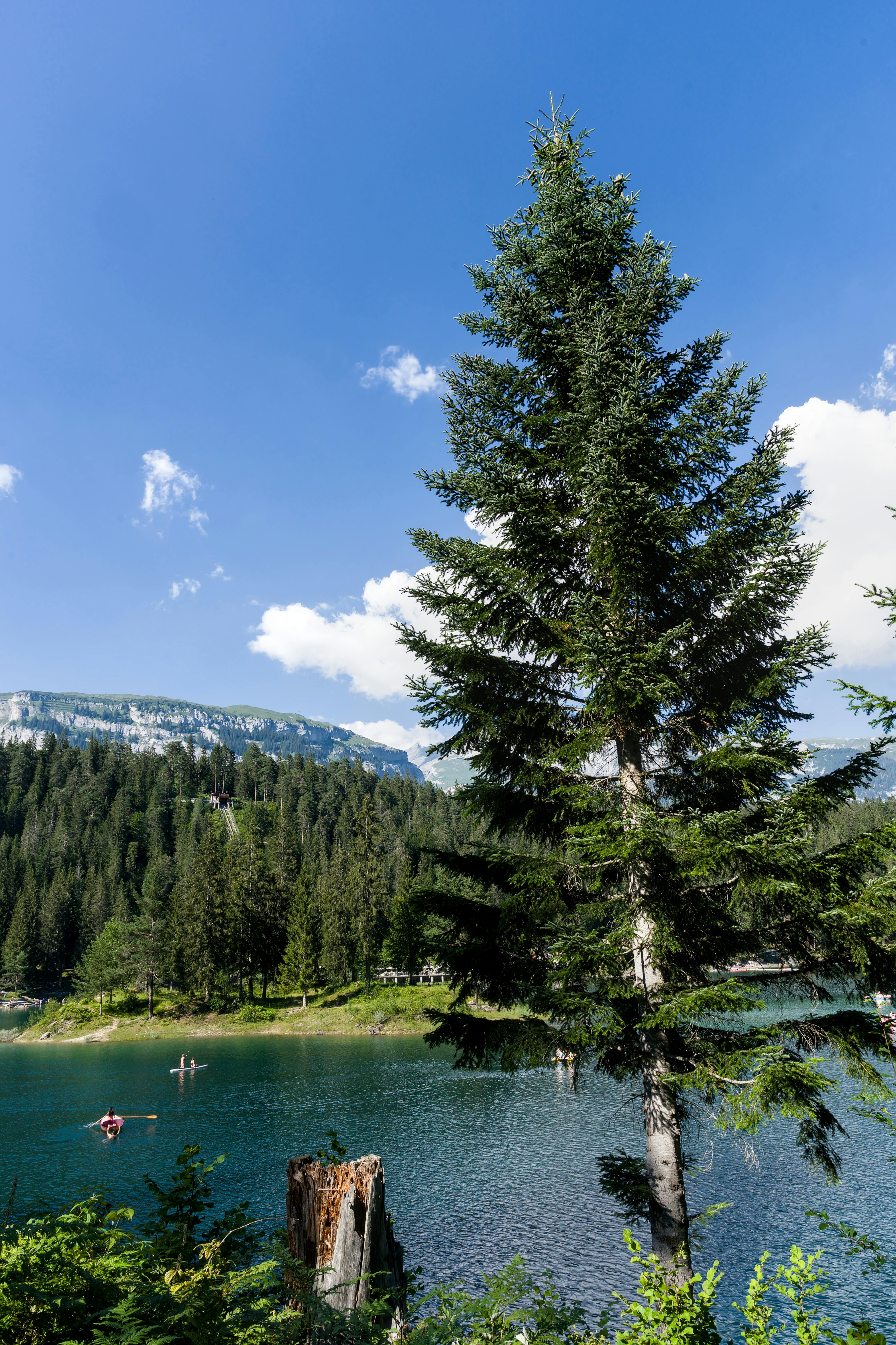 Serene Alpine Lake with Evergreen Trees · Free Stock Photo
