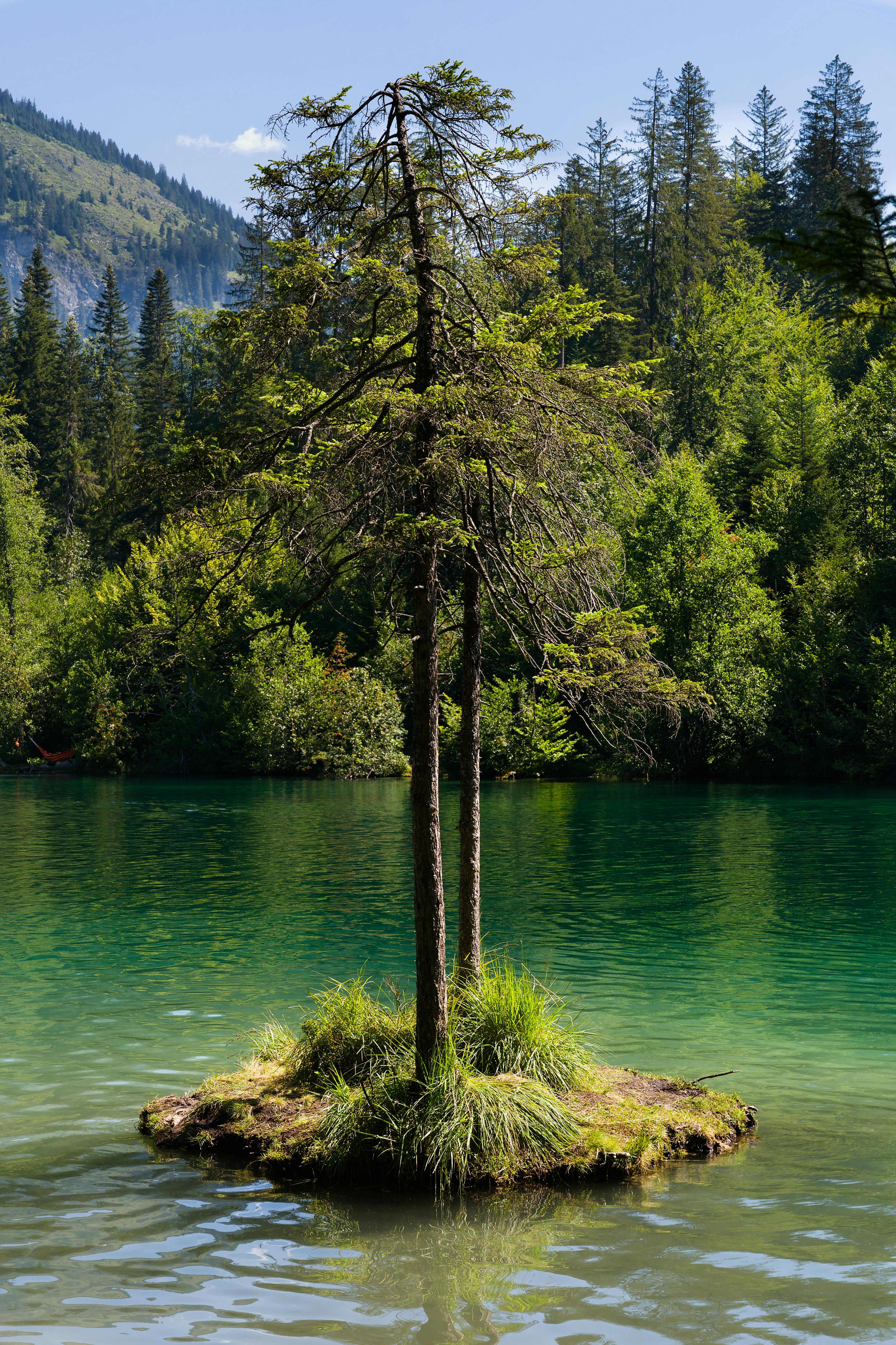 Single Tree Photos, Download The BEST Free Single Tree Stock Photos ...