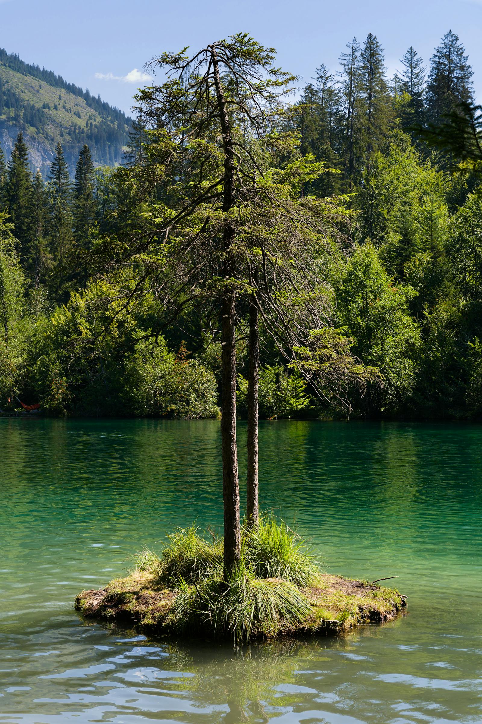 Single Tree Photos, Download The BEST Free Single Tree Stock Photos ...