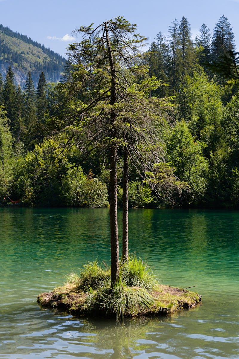 Single Tree Photos, Download The BEST Free Single Tree Stock Photos ...