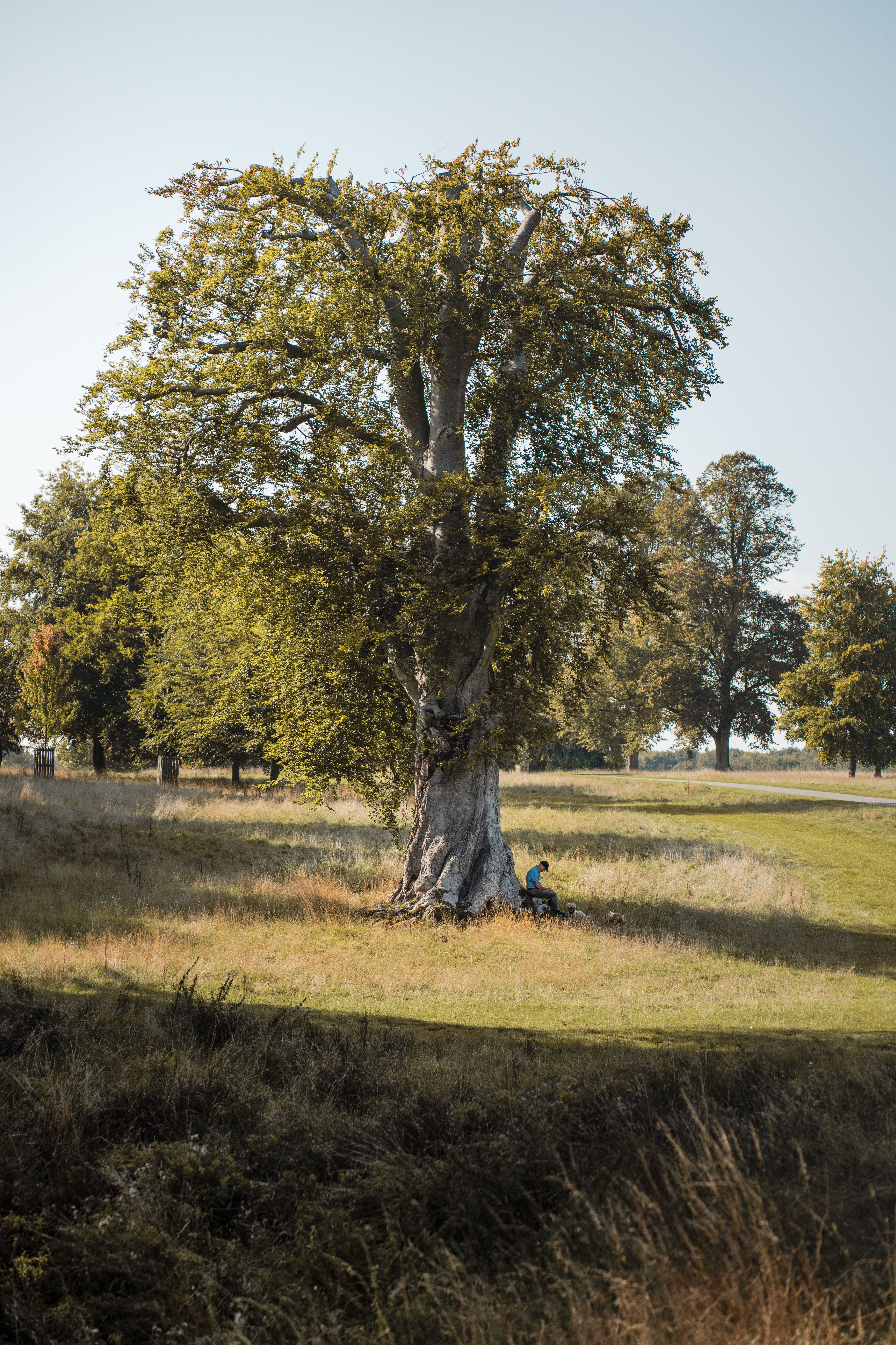 A Shadow Of Pale Tree Photos, Download The BEST Free A Shadow Of Pale ...