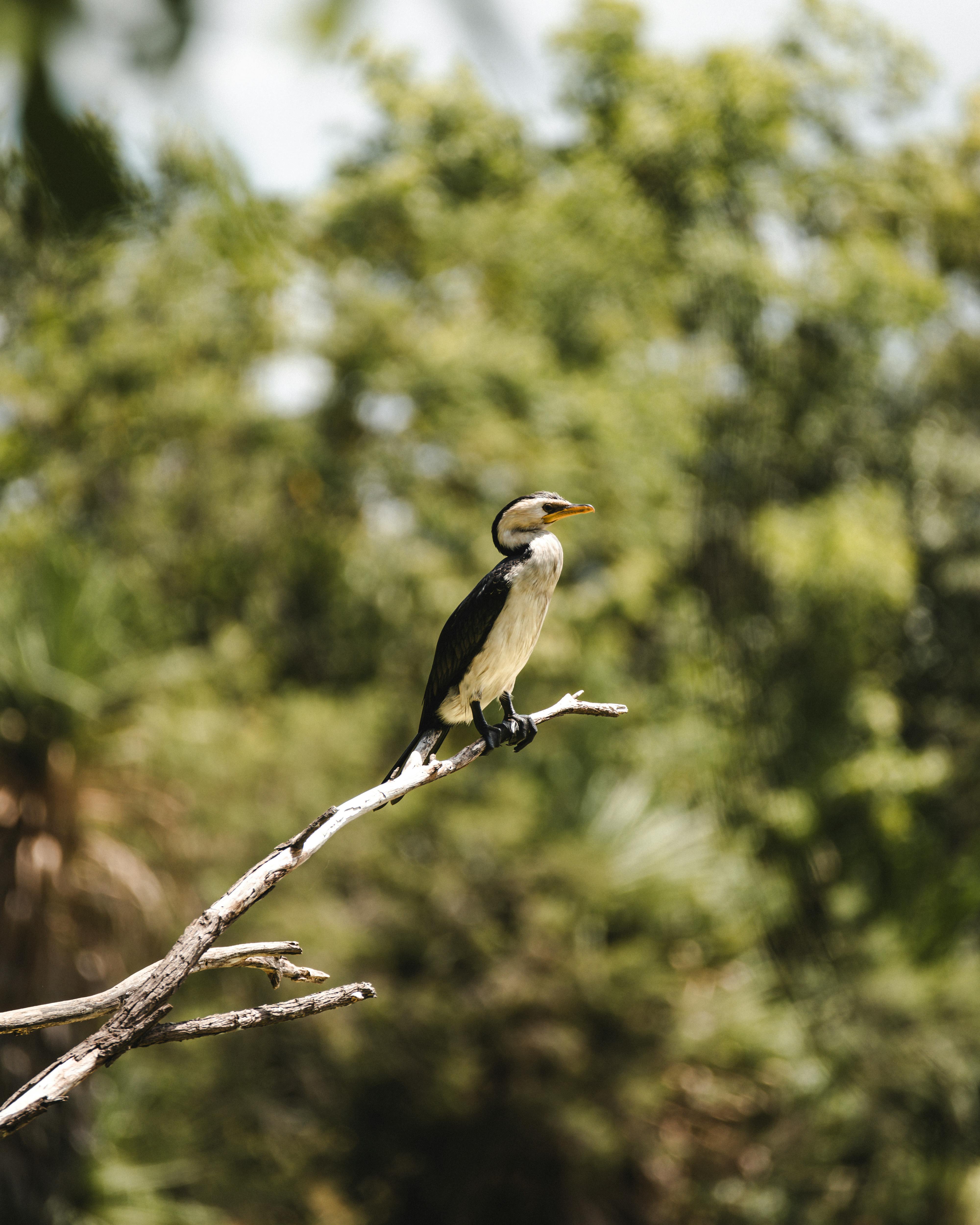 Pikok Bird Photos, Download The BEST Free Pikok Bird Stock Photos & HD ...