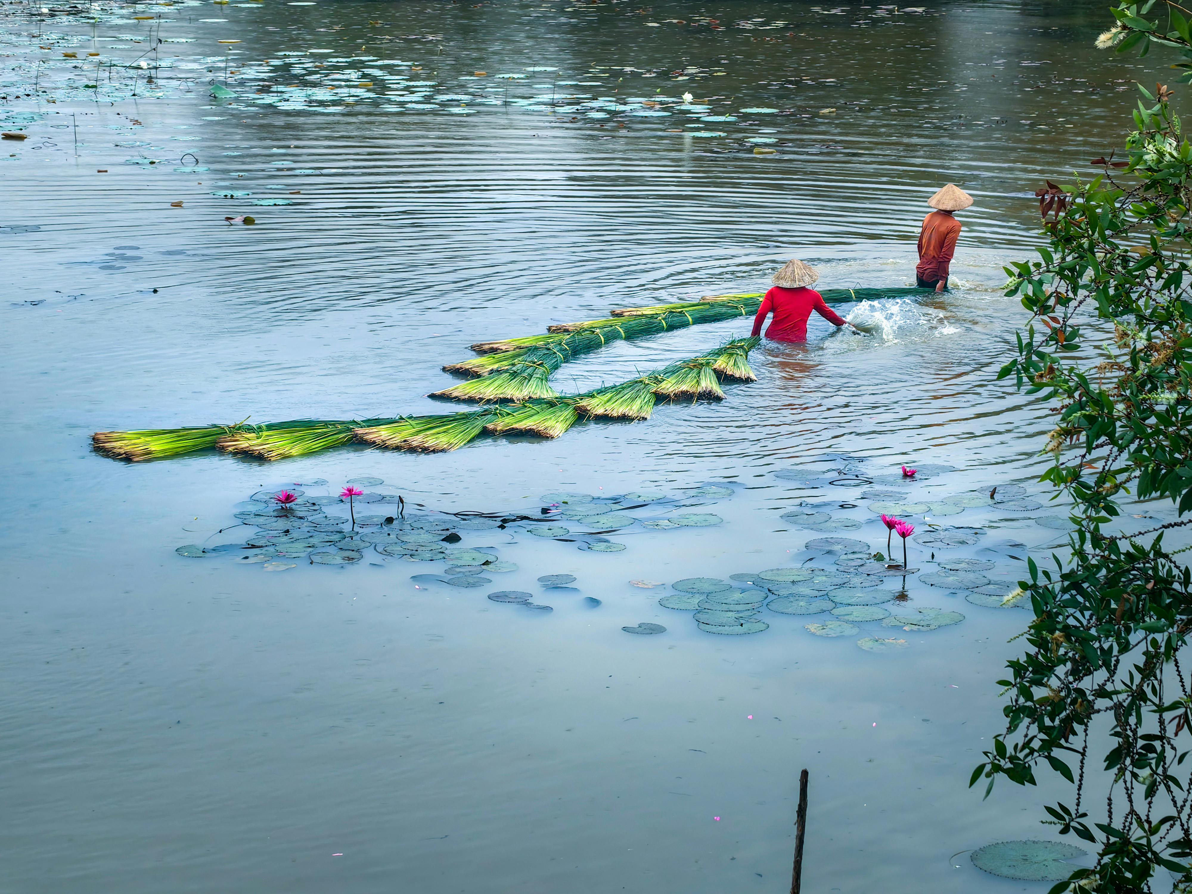 Traditional Vietnamese Farmers Gathering Reeds · Free Stock Photo