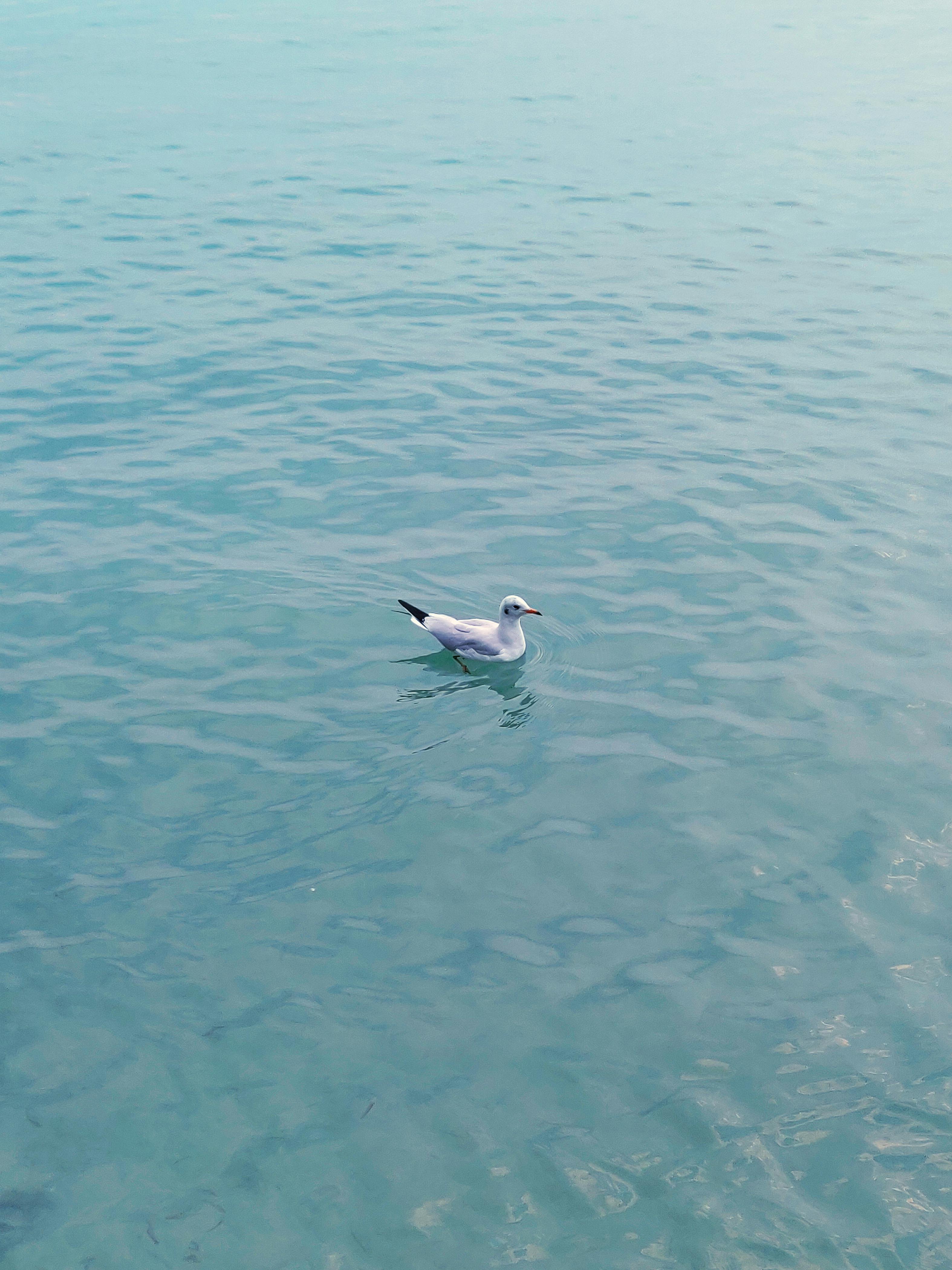 Photo of Bird on Water · Free Stock Photo