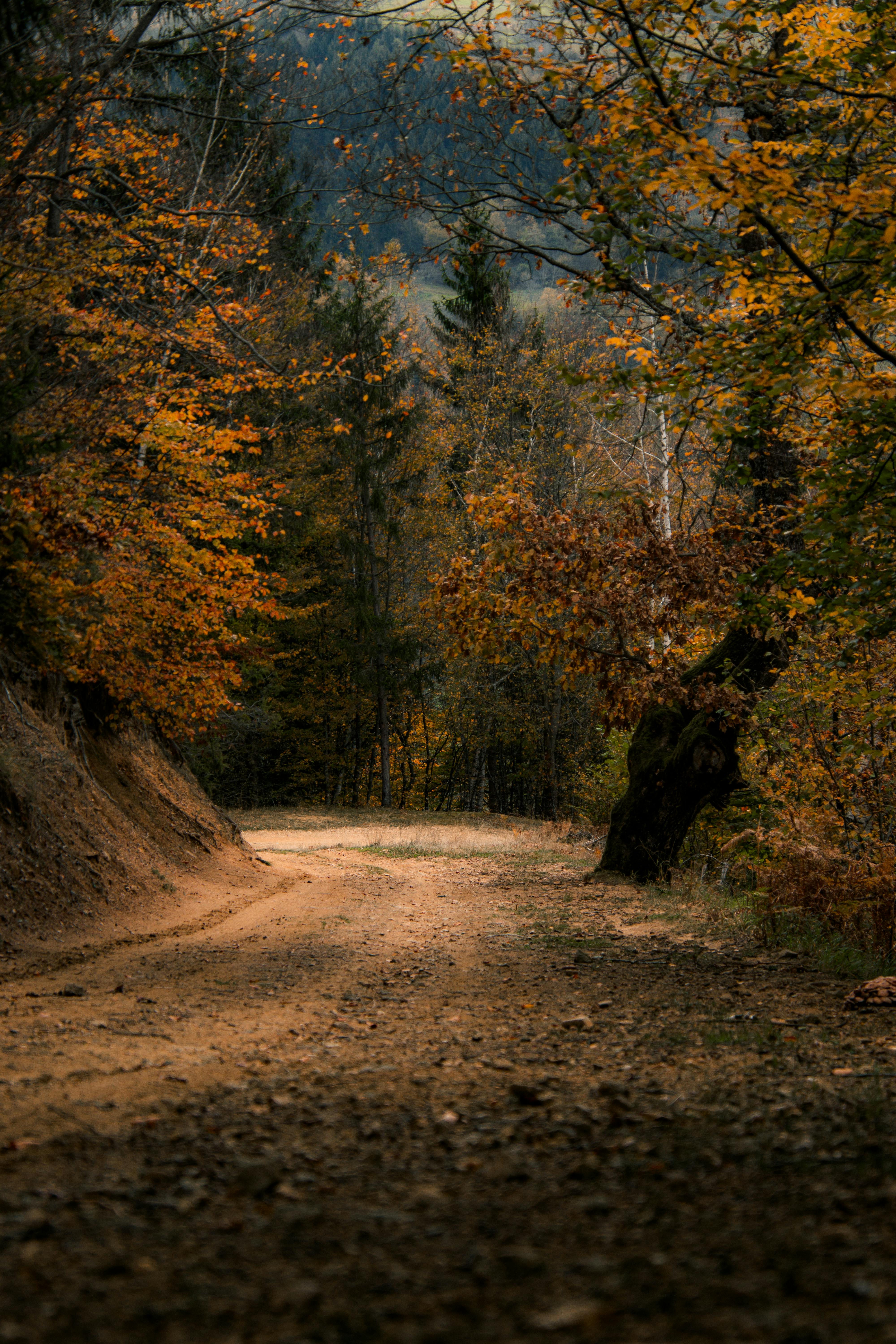 Camino Del Bosque Otoñal En čajniče, Bosnia · Foto de stock gratuita