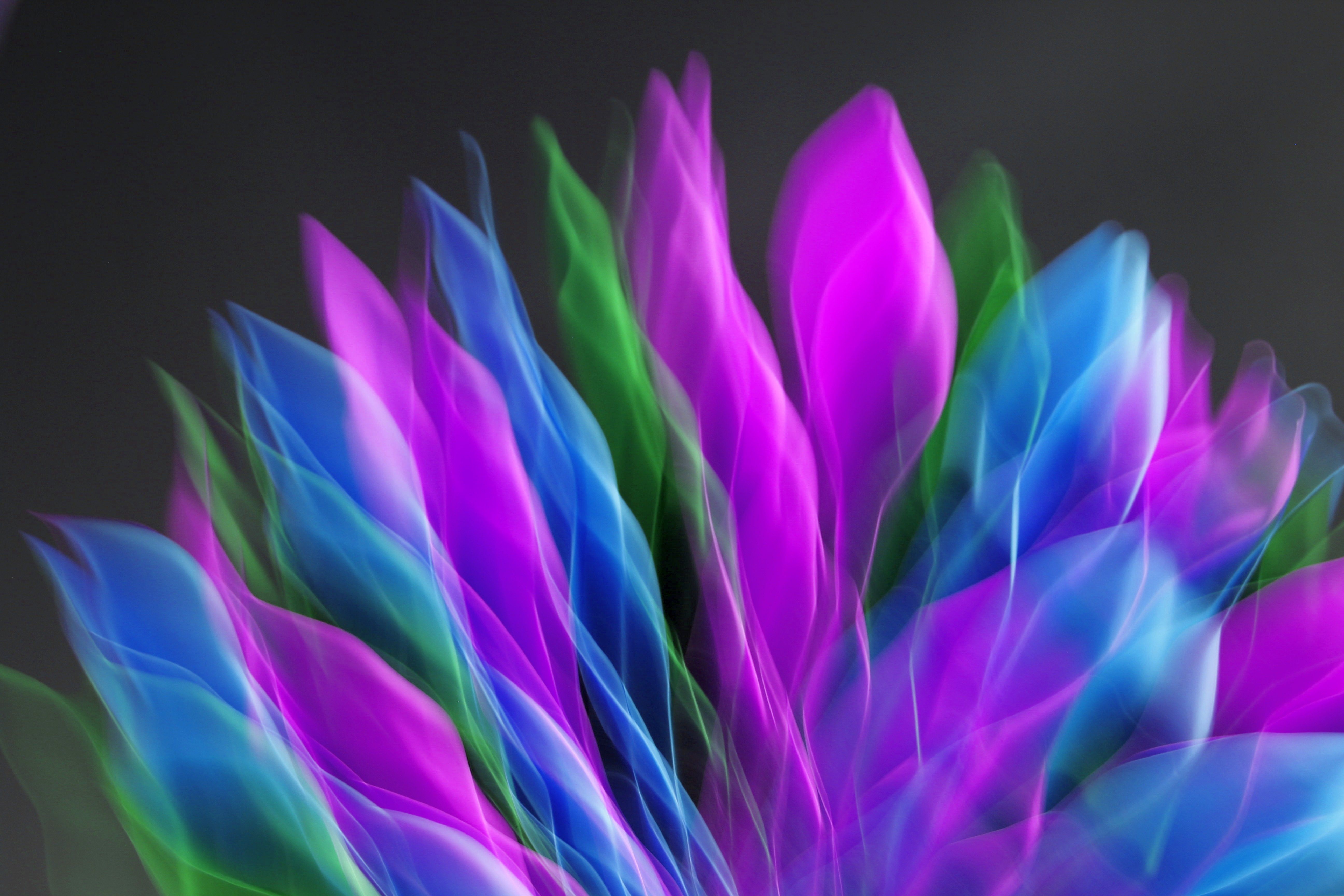 Vibrant Abstract Floral Light Painting · Free Stock Photo
