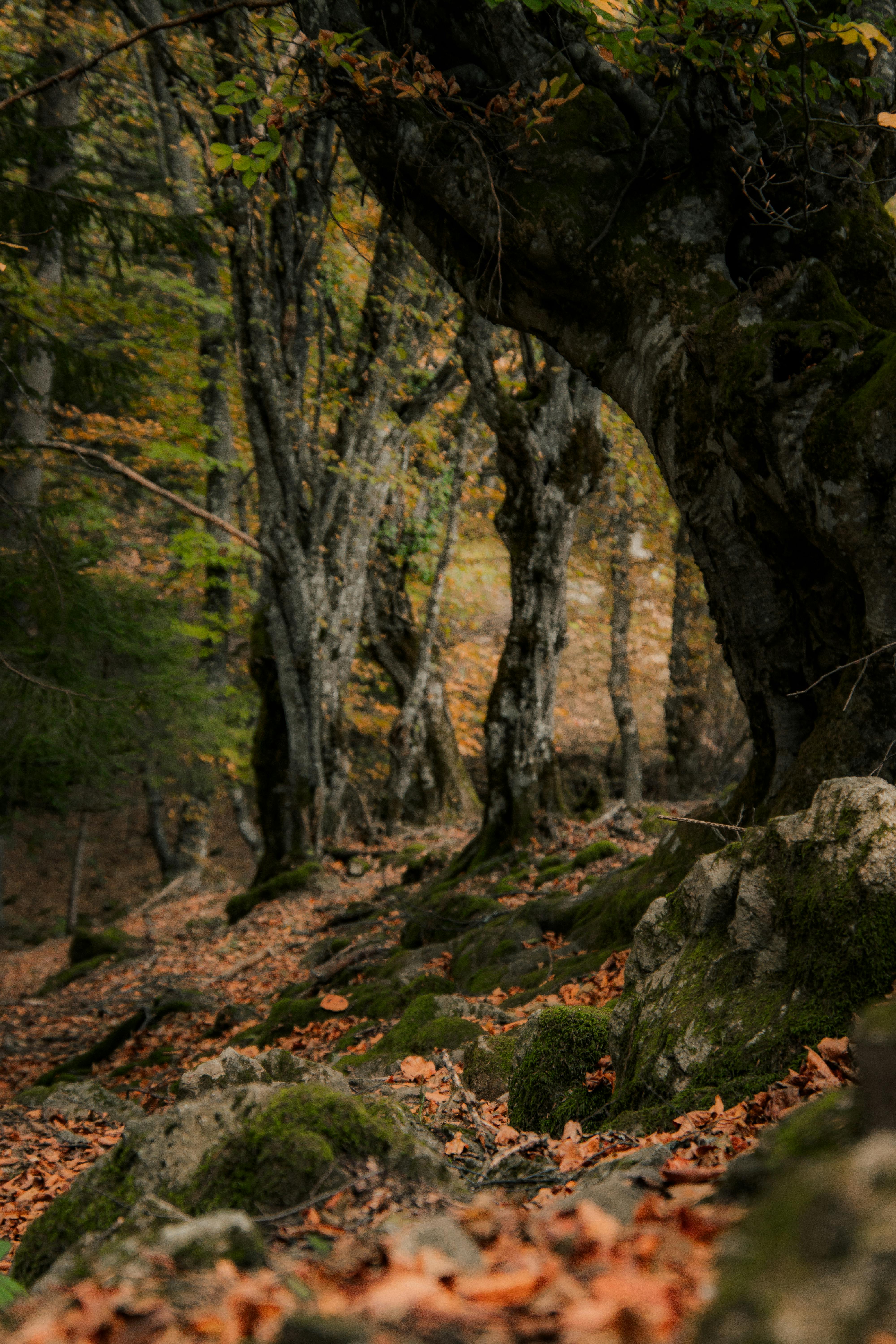 Moody Autumn Forest in Čajniče, Bosnia & Herzegovina · Free Stock Photo