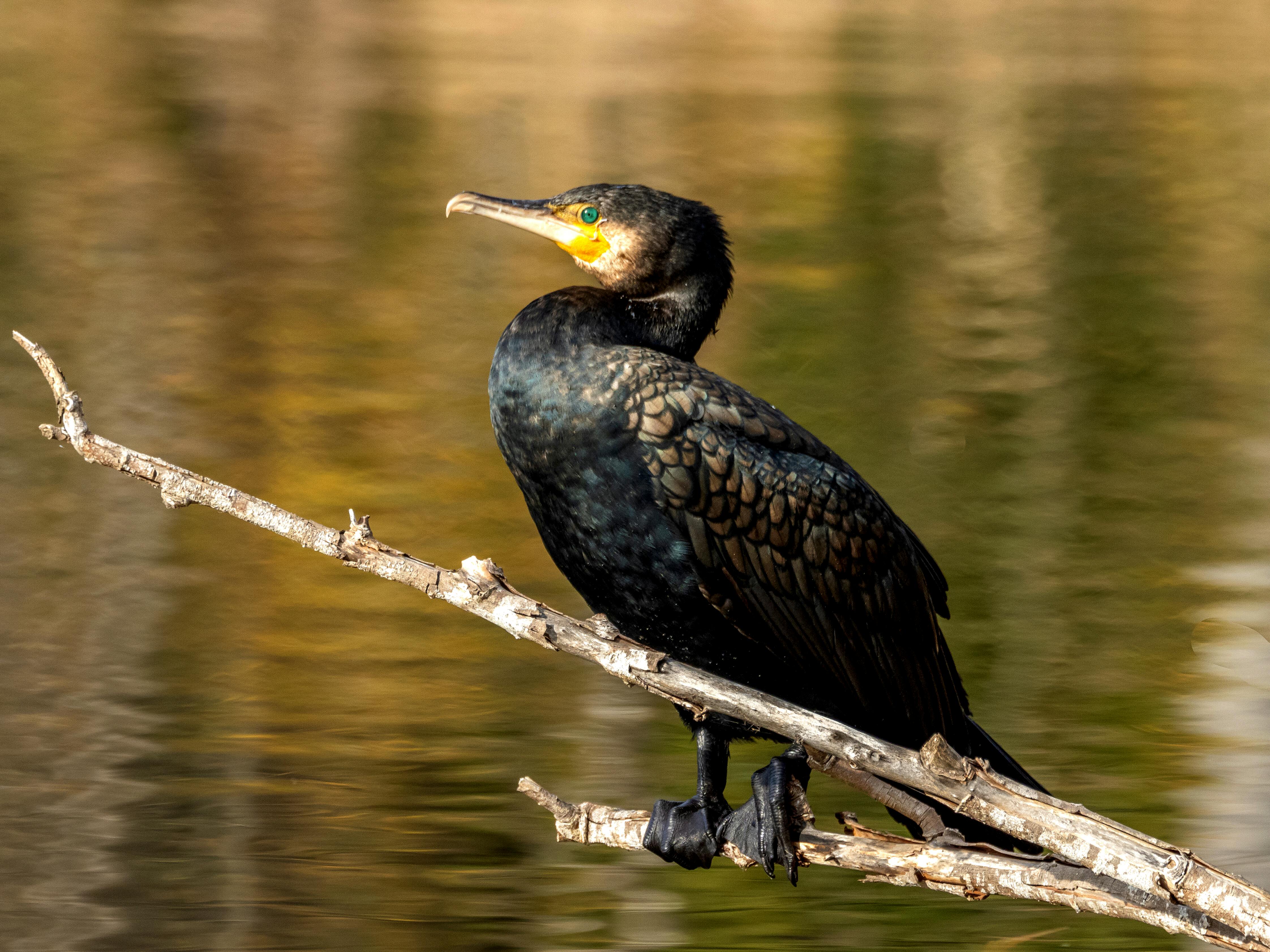 Bird Monitoring Photos, Download The BEST Free Bird Monitoring Stock ...