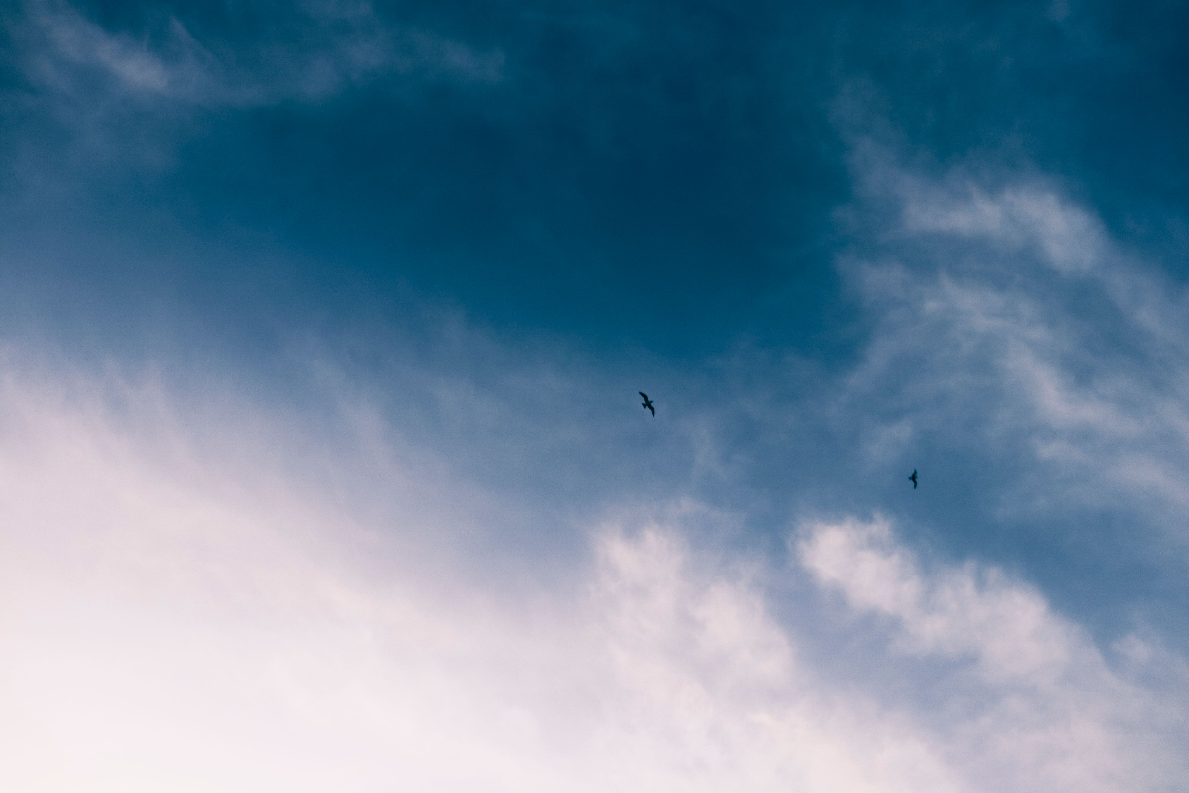 Serene Blue Sky with Birds in Bali · Free Stock Photo