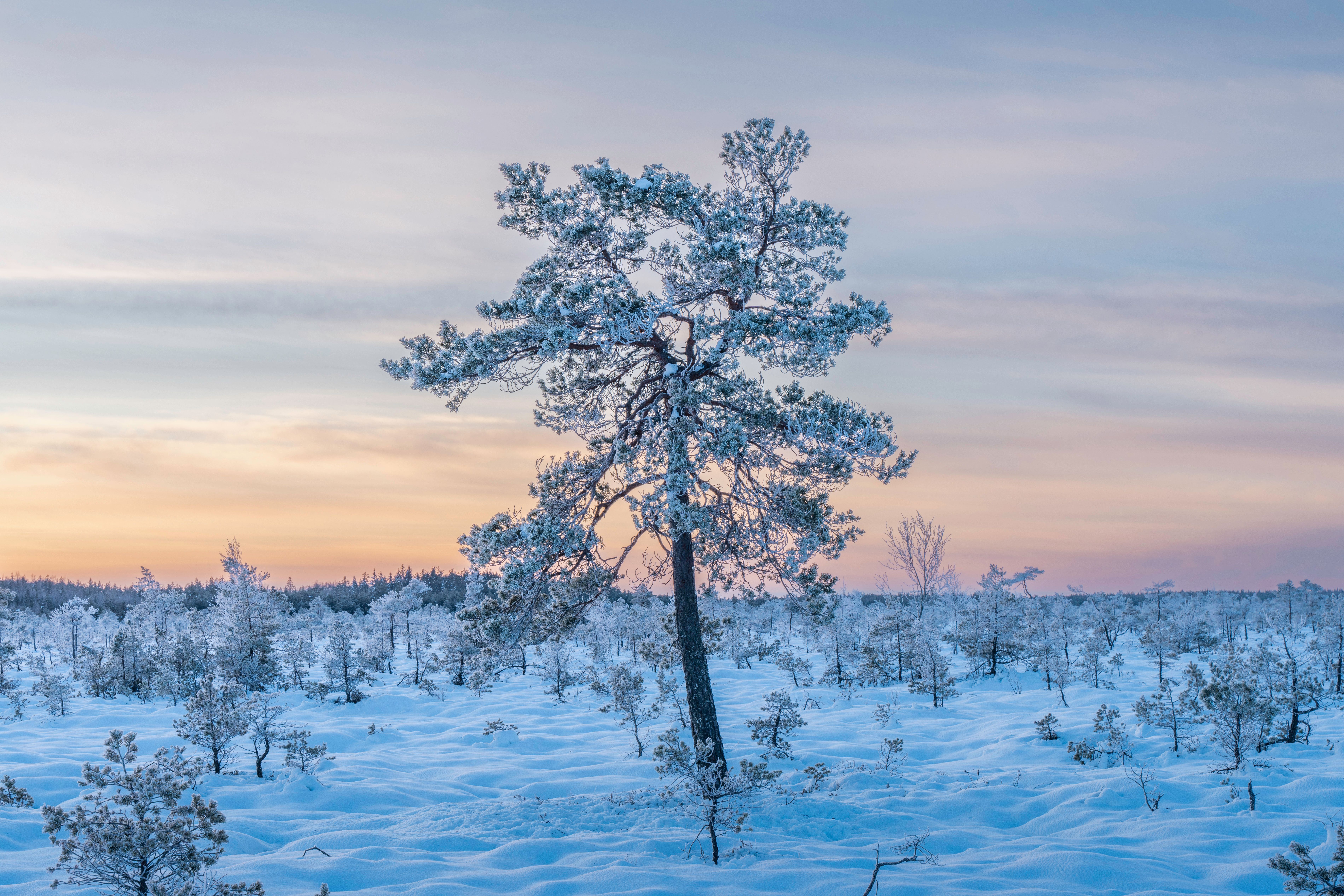 Serene Snowy Landscape with Lone Pine Tree · Free Stock Photo