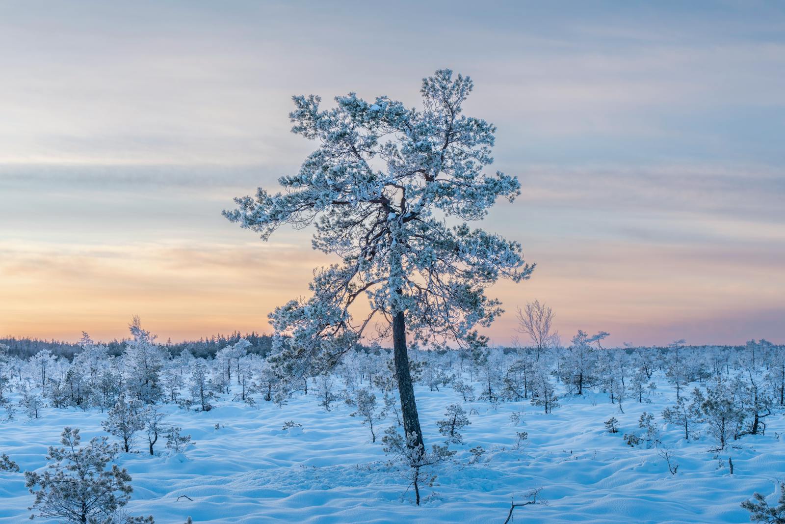 Single Tree Photos, Download The BEST Free Single Tree Stock Photos ...