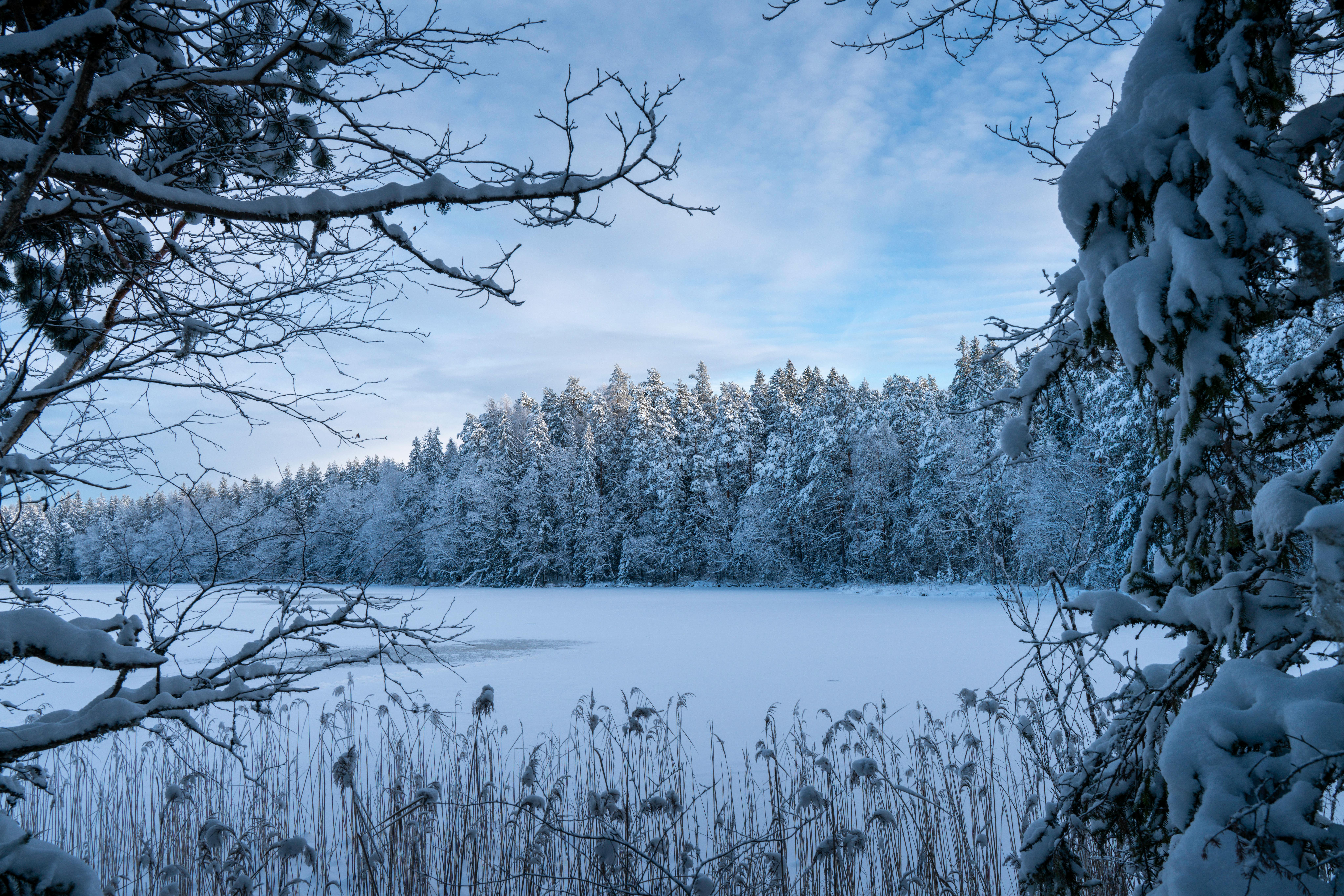 Serene Winter Lake Scene Surrounded by Snowy Forest · Free Stock Photo