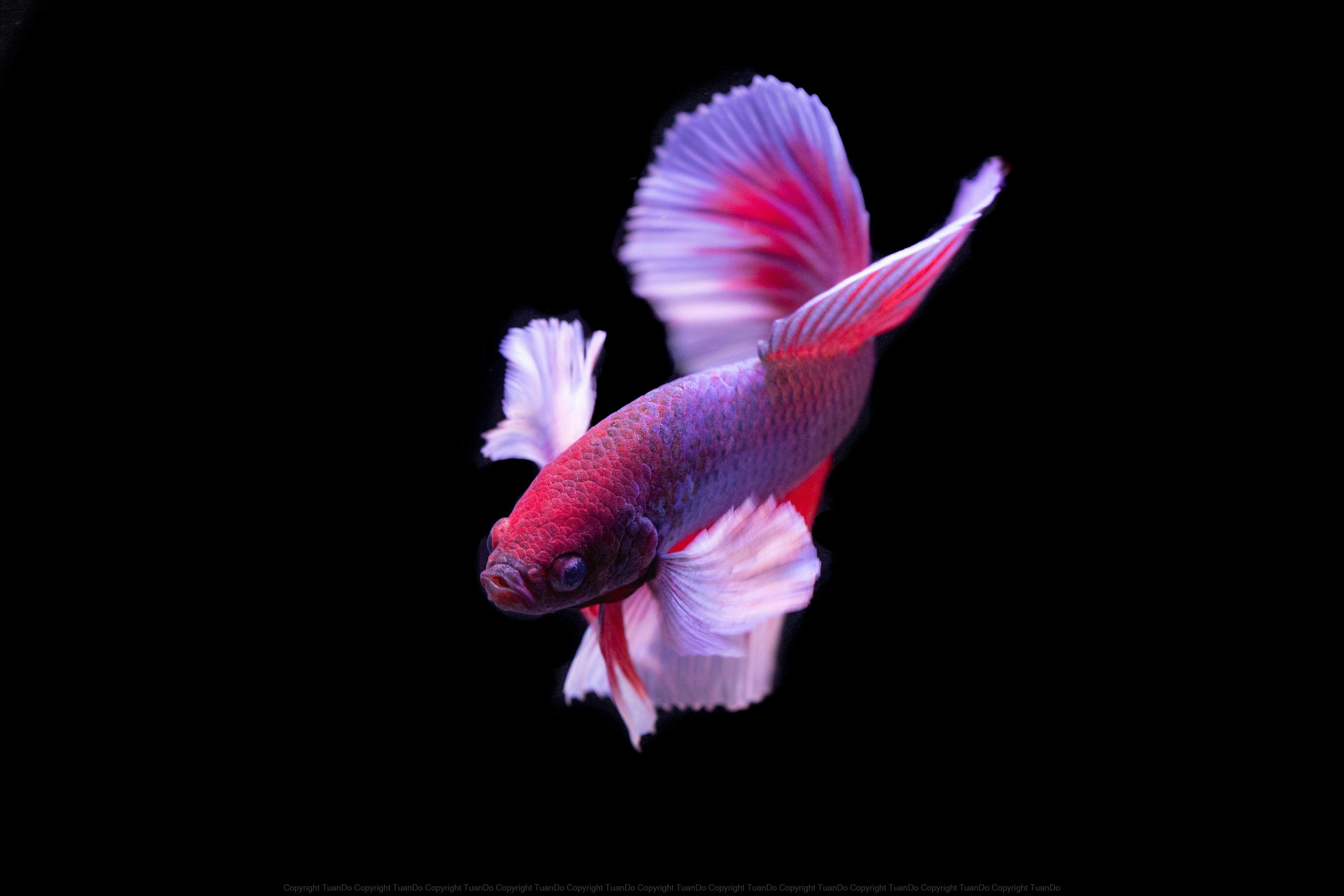 Colorful Betta Fish with Flowing Fins on Black · Free Stock Photo